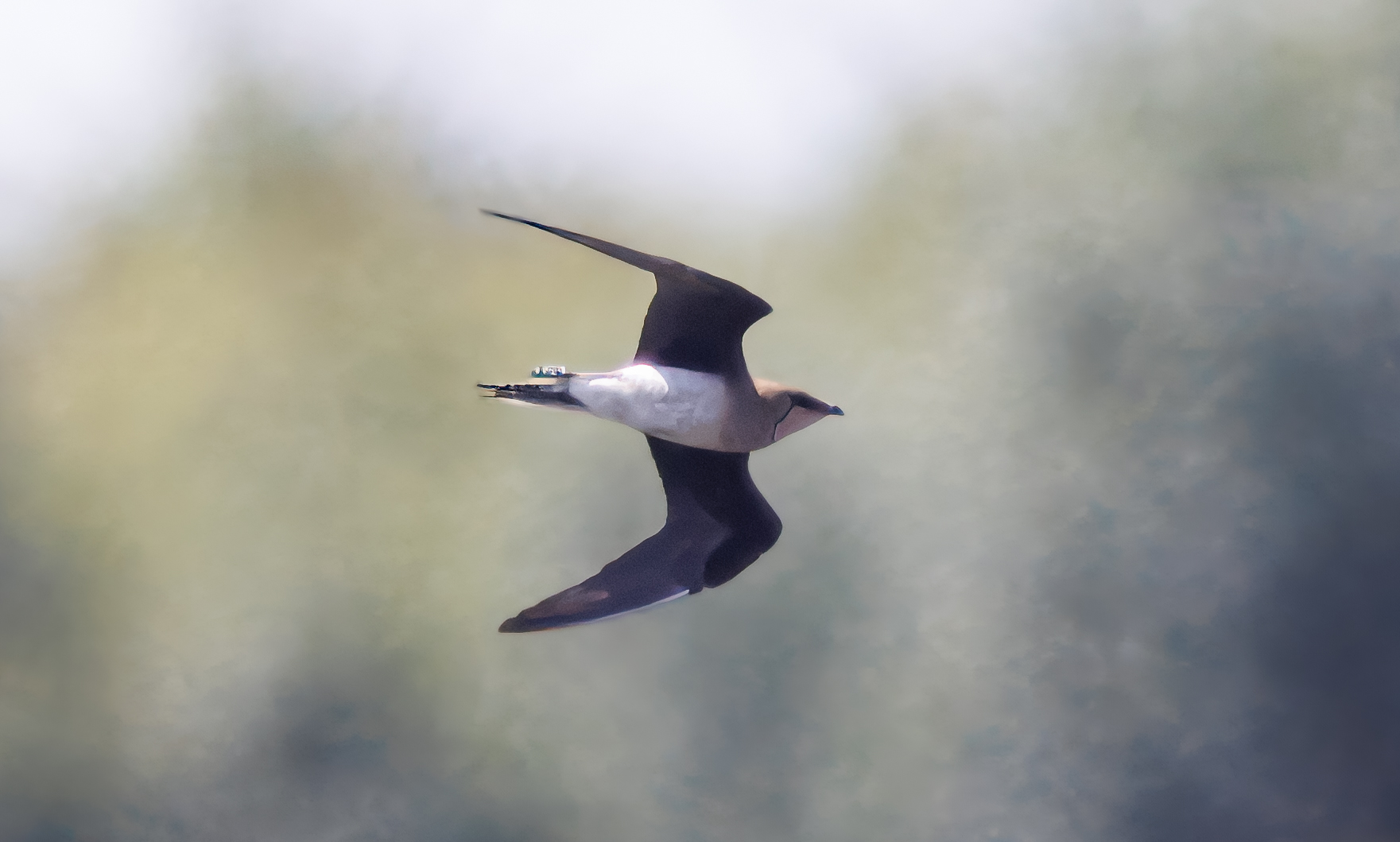 Black-winged Pratincole by Peter Garrity - BirdGuides