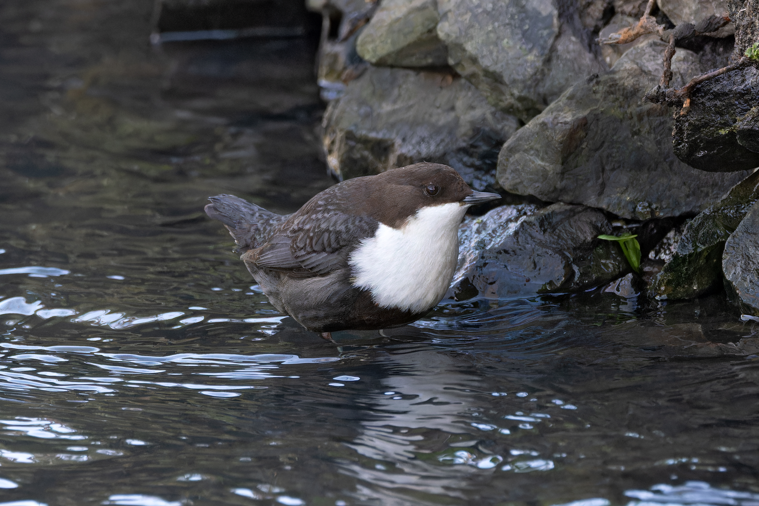 Black-bellied Dipper by Tom Tams - BirdGuides