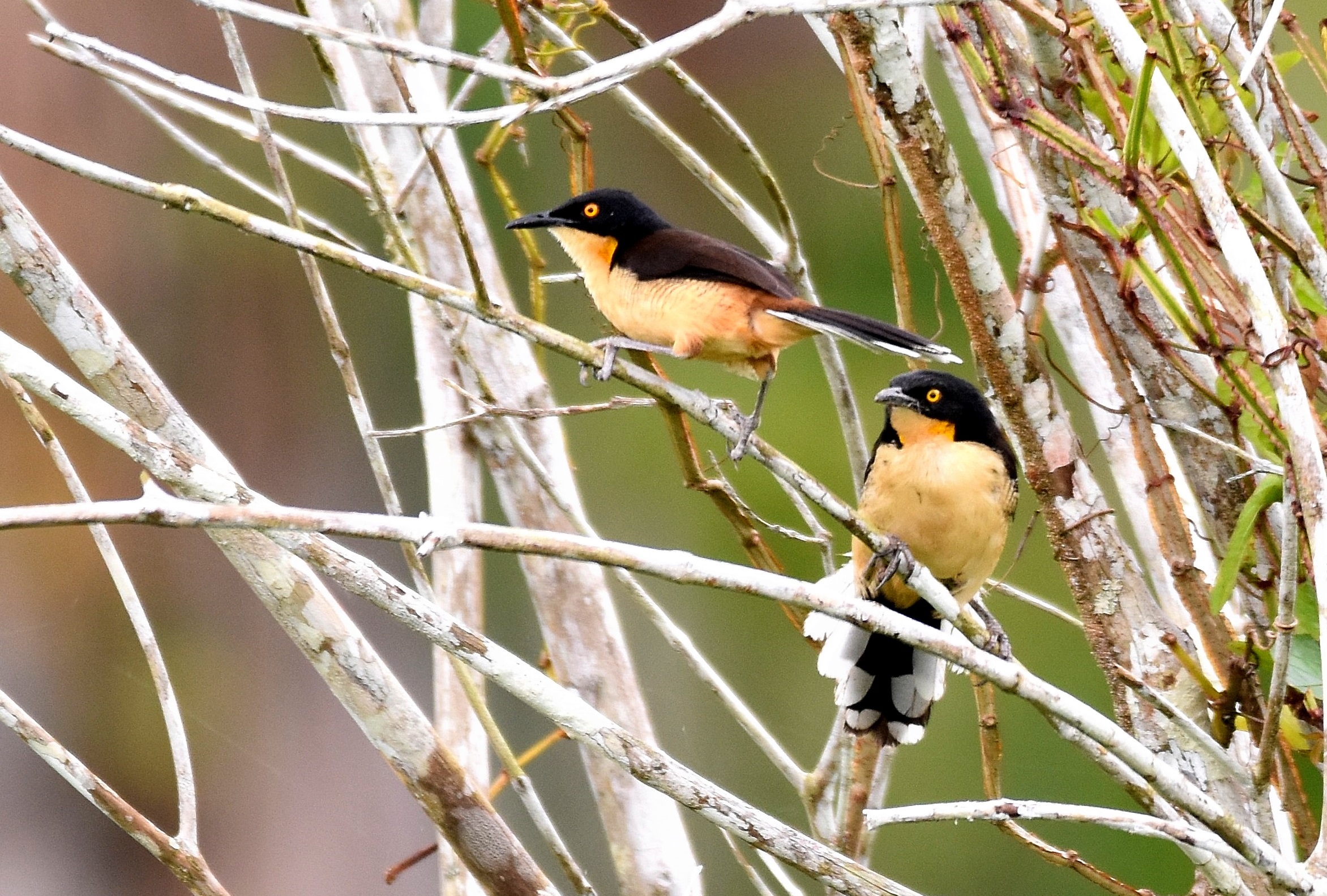 Unique stability in a bird community in the Amazon - BirdGuides