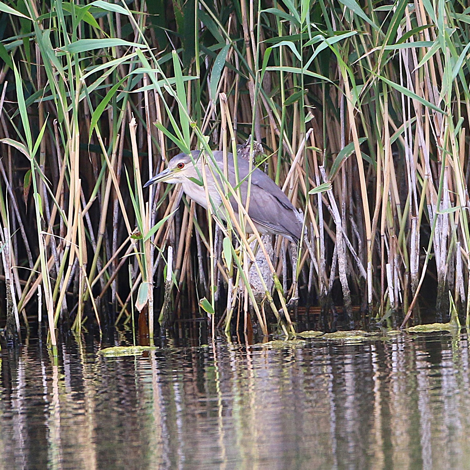 Black-crowned Night Heron by Philip Hadley - BirdGuides