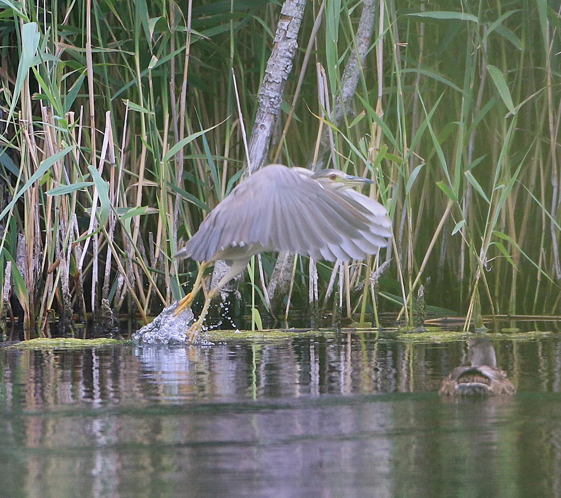 Sighting Report - BirdGuides