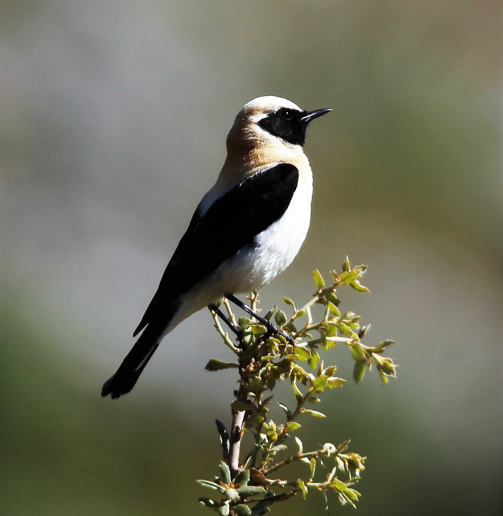 Details : Western Black-eared Wheatear - BirdGuides