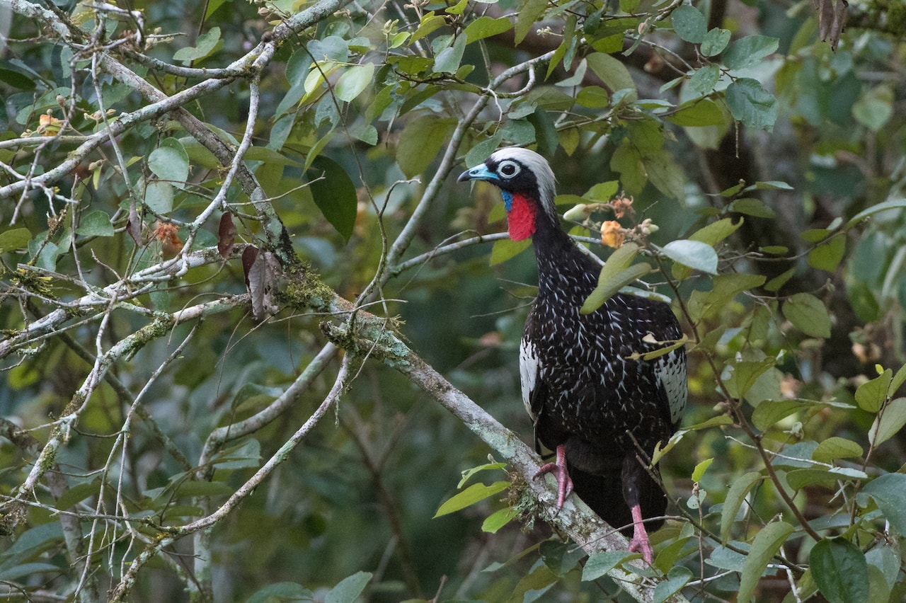 Black-fronted Piping Guan by Marc FASOL - BirdGuides