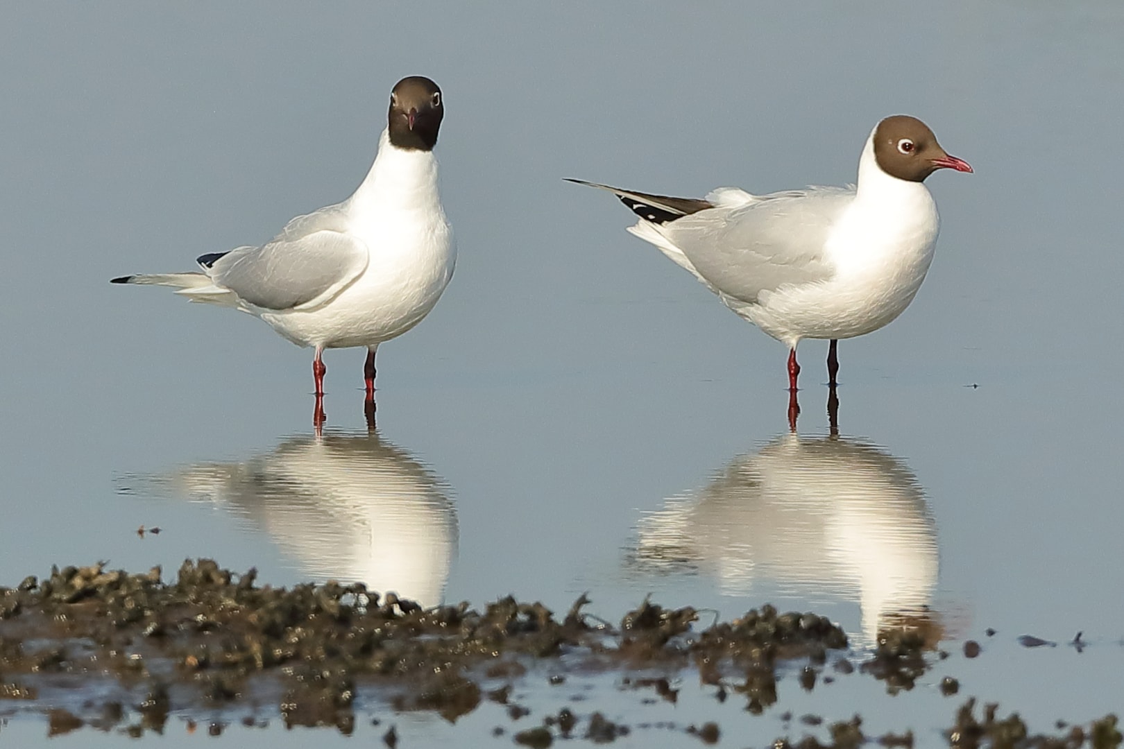 Black-headed Gull by Mike Trew - BirdGuides
