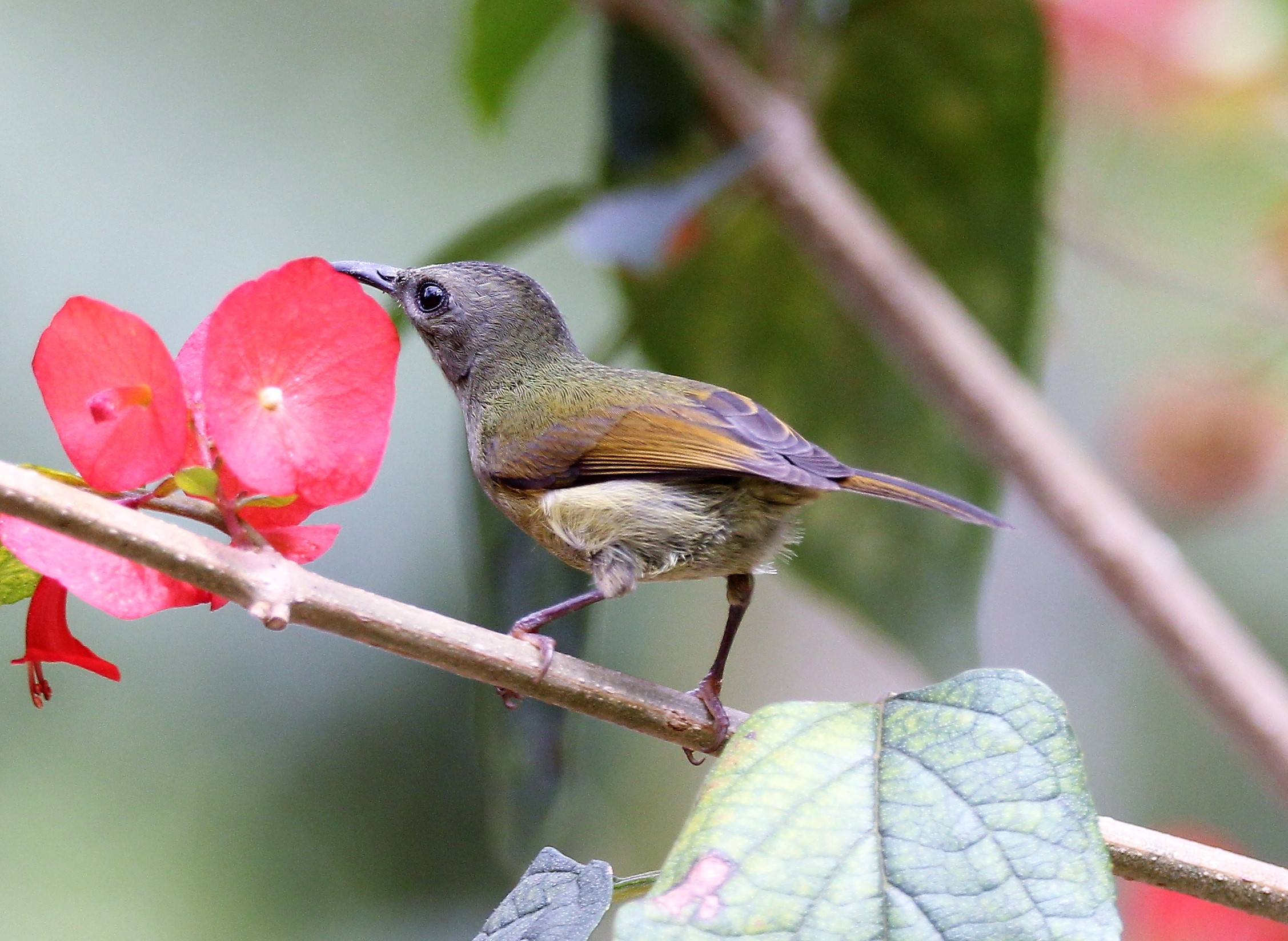 Details : Black-throated Sunbird - BirdGuides