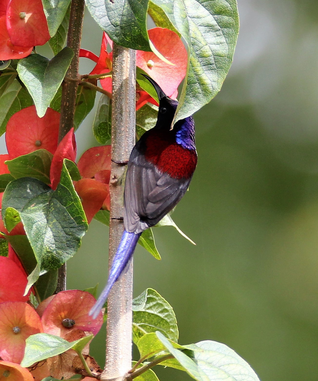 Details : Black-throated Sunbird - BirdGuides