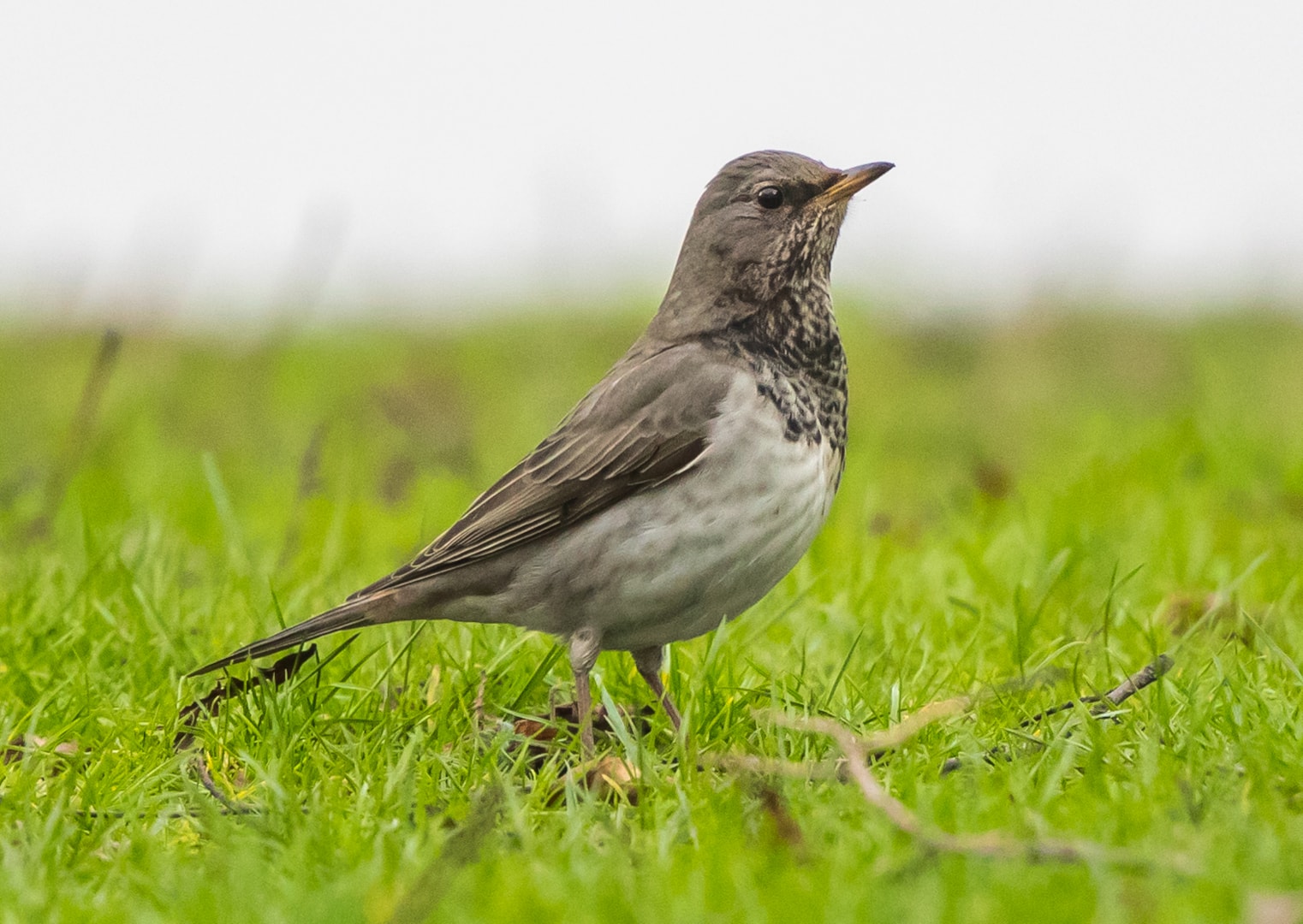 Black-throated Thrush by Peter Garrity - BirdGuides