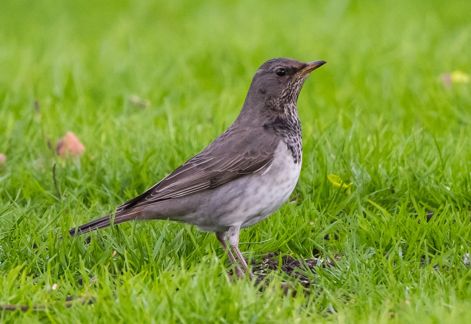 Black-throated Thrush by Peter Garrity - BirdGuides