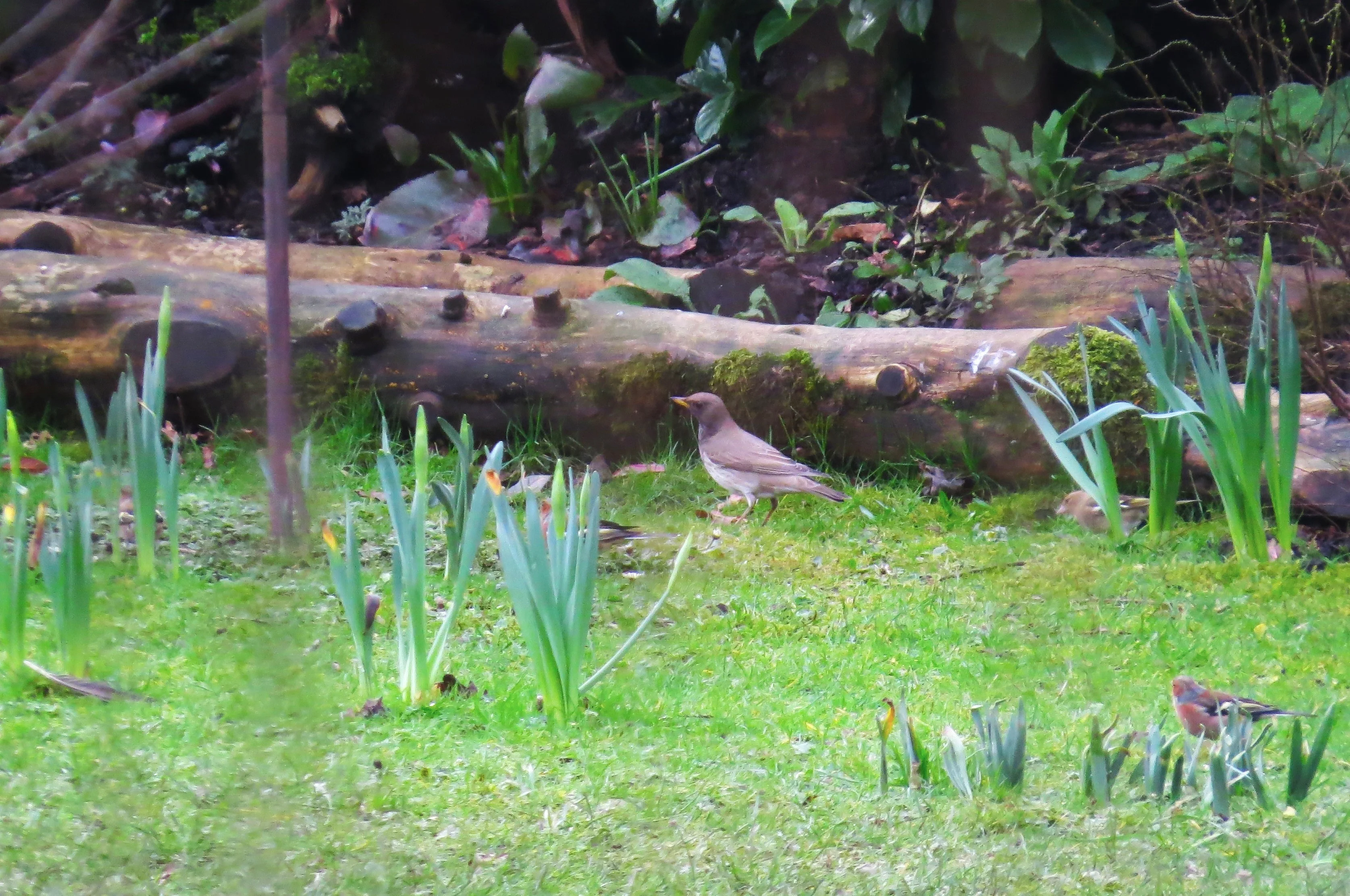 Sighting Report - BirdGuides