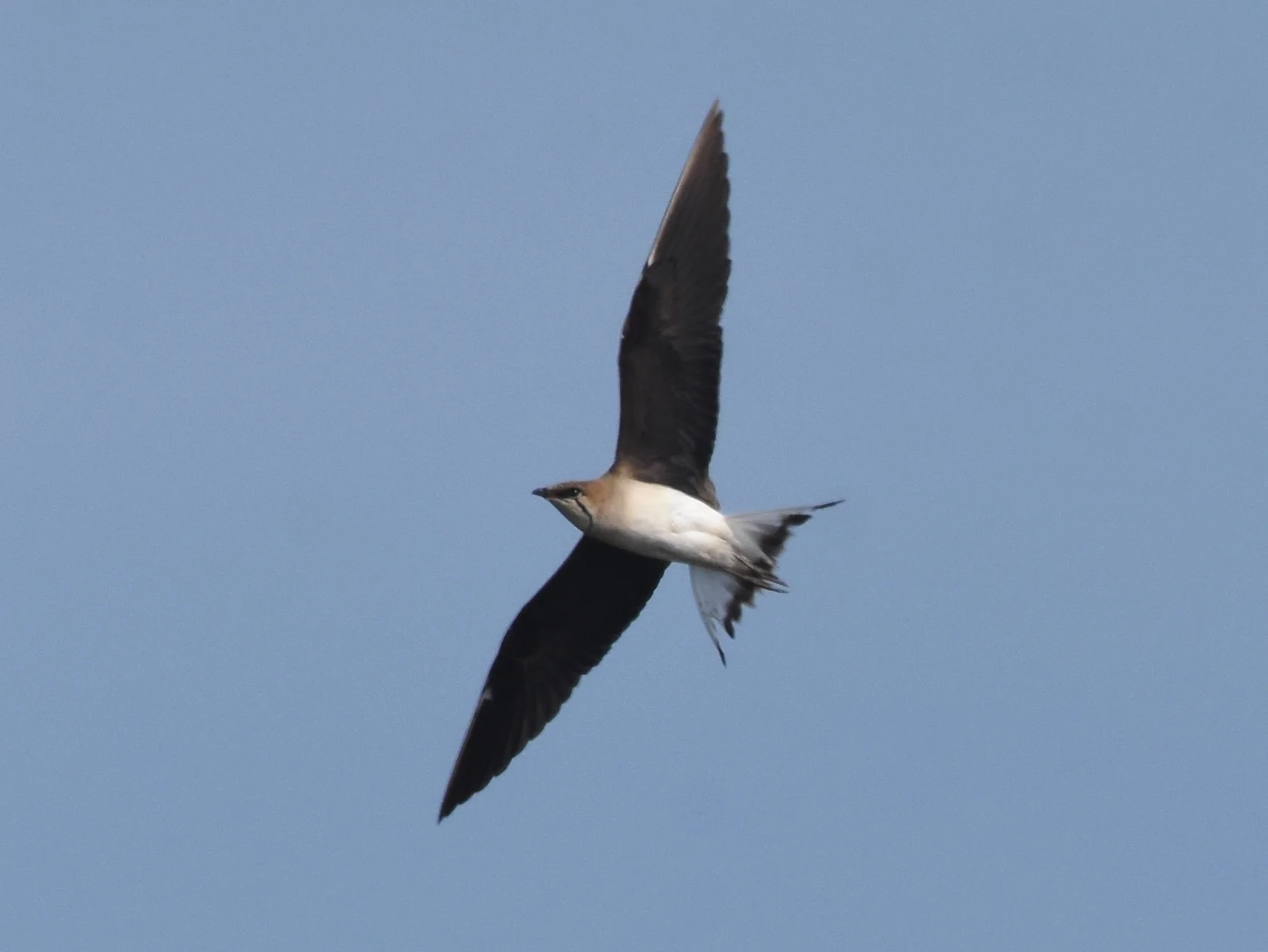 Sighting Report - BirdGuides