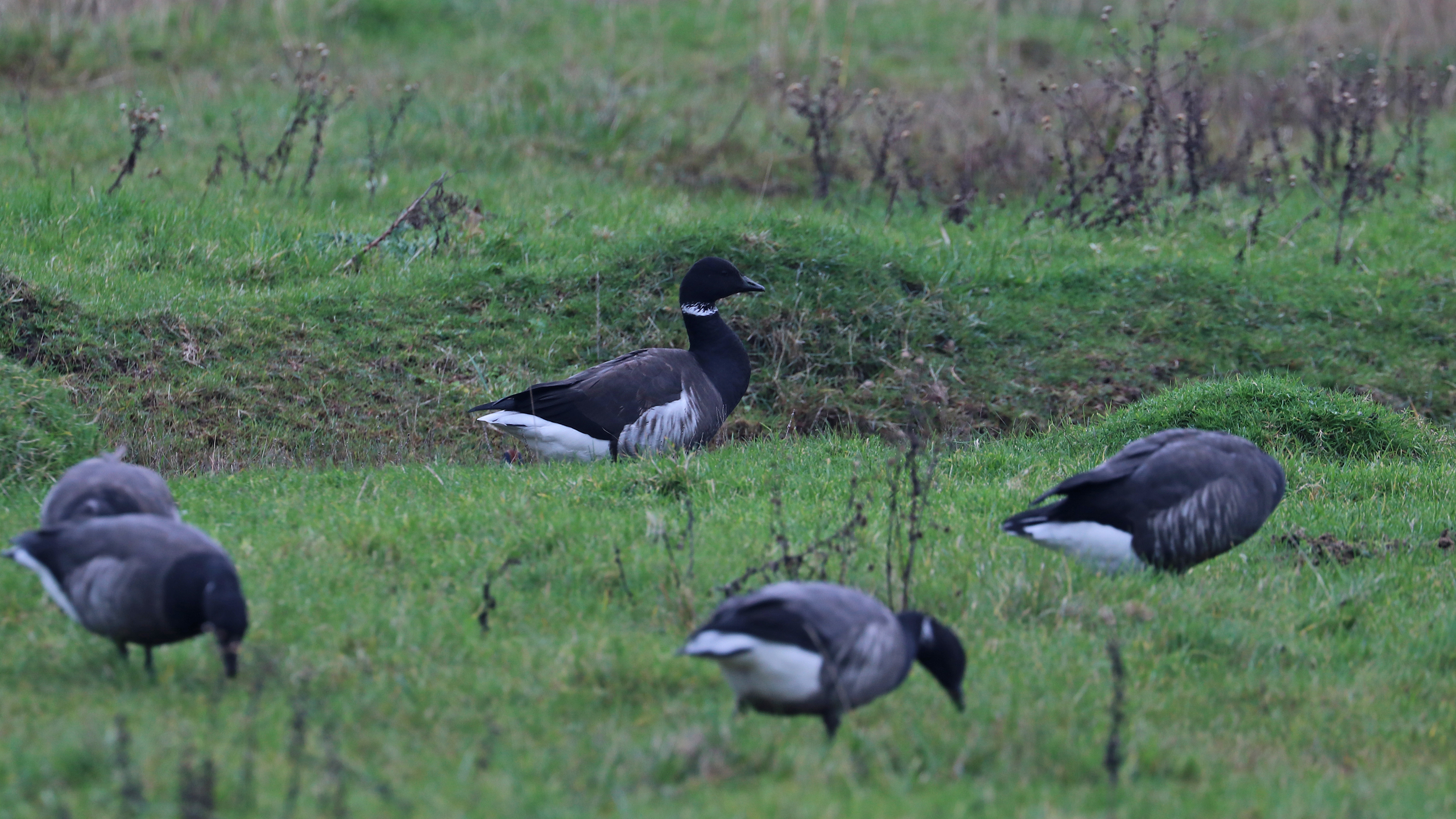 Black Brant by Rik Addison - BirdGuides