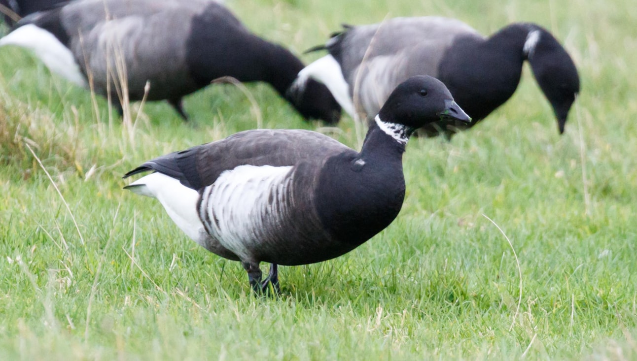 Black Brant by Ian Griffin - BirdGuides