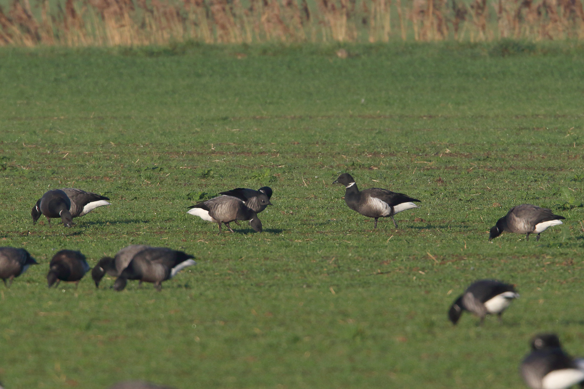 Black Brant by Chris Mayne - BirdGuides