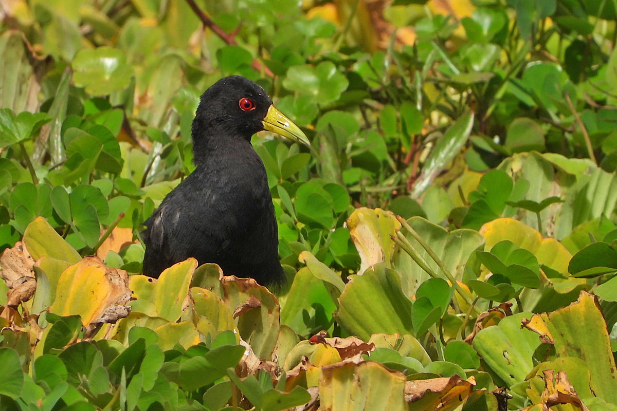 Black Crake by Keith Dover - BirdGuides