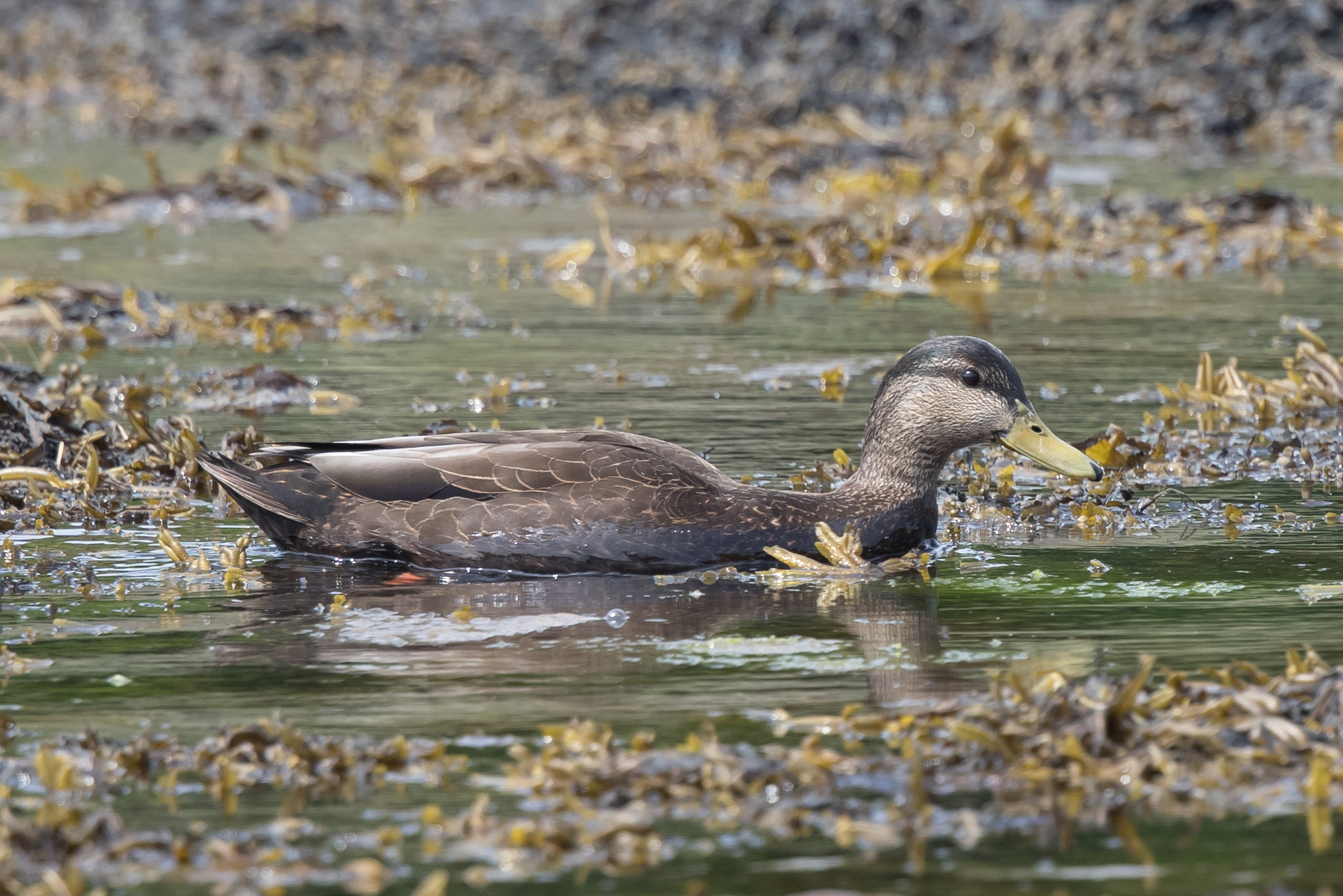 Details : American Black Duck - BirdGuides