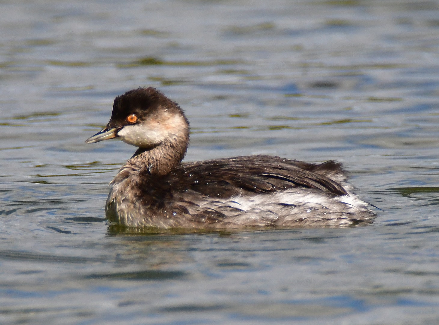 Black-necked Grebe by Michael Neate - BirdGuides