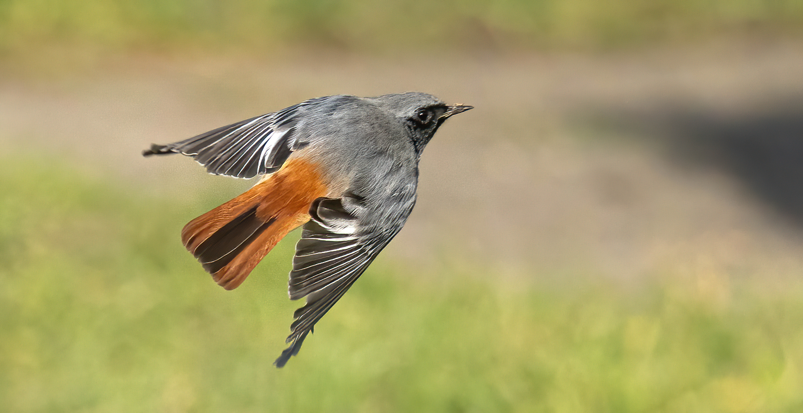 Black Redstart by Keith Gypps - BirdGuides