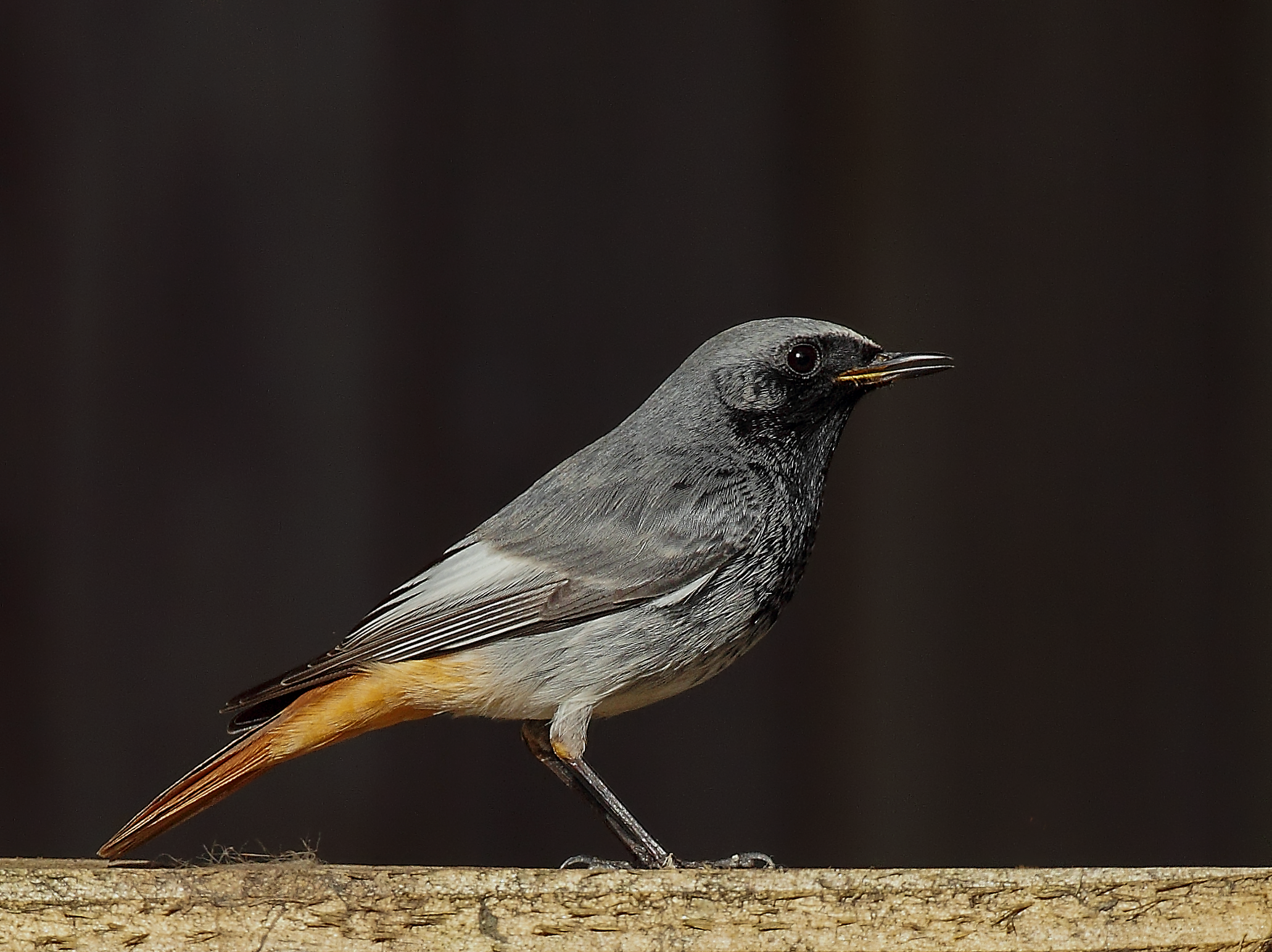 Black Redstart by Jonathan Philpot - BirdGuides