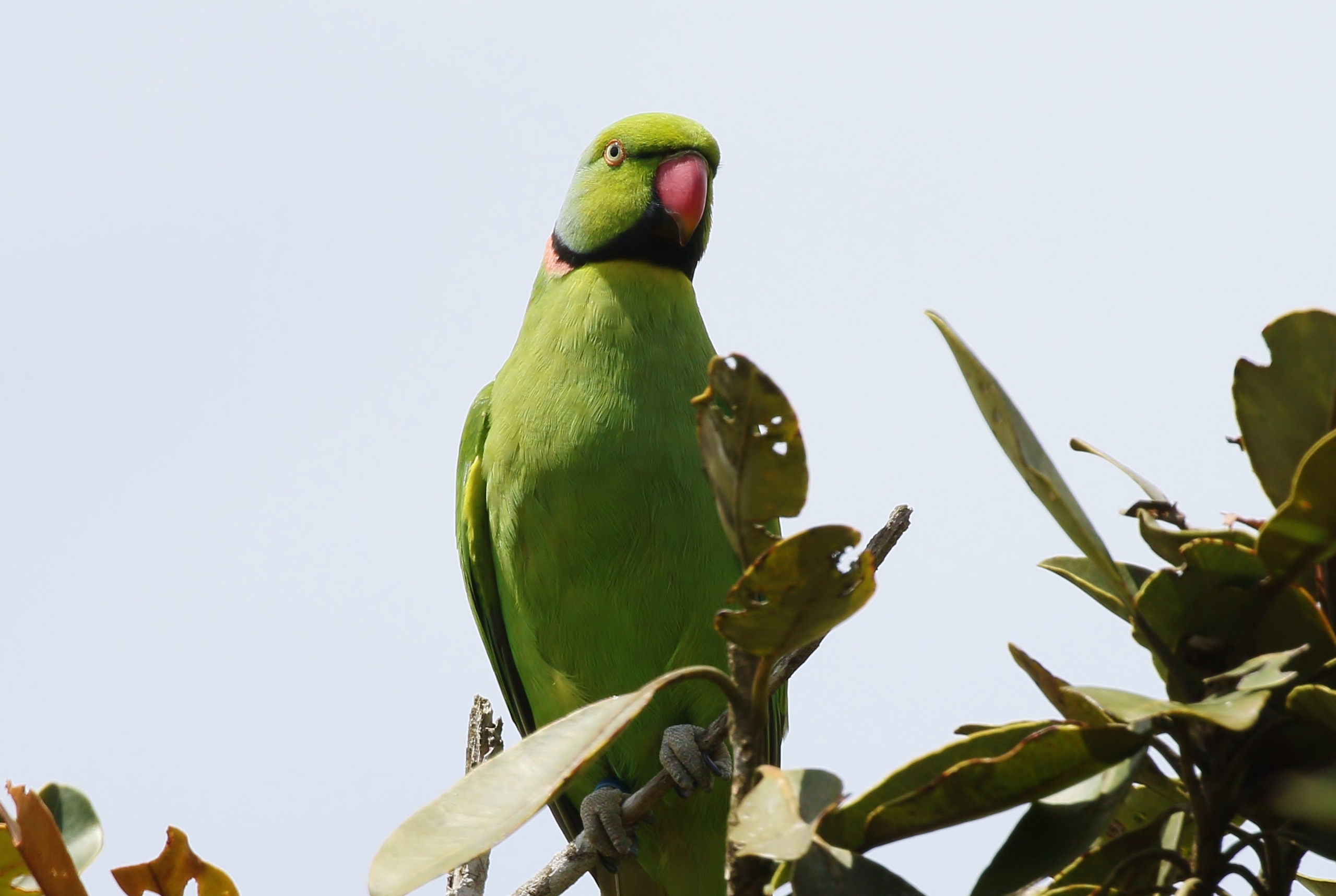 Details : Echo Parakeet - BirdGuides