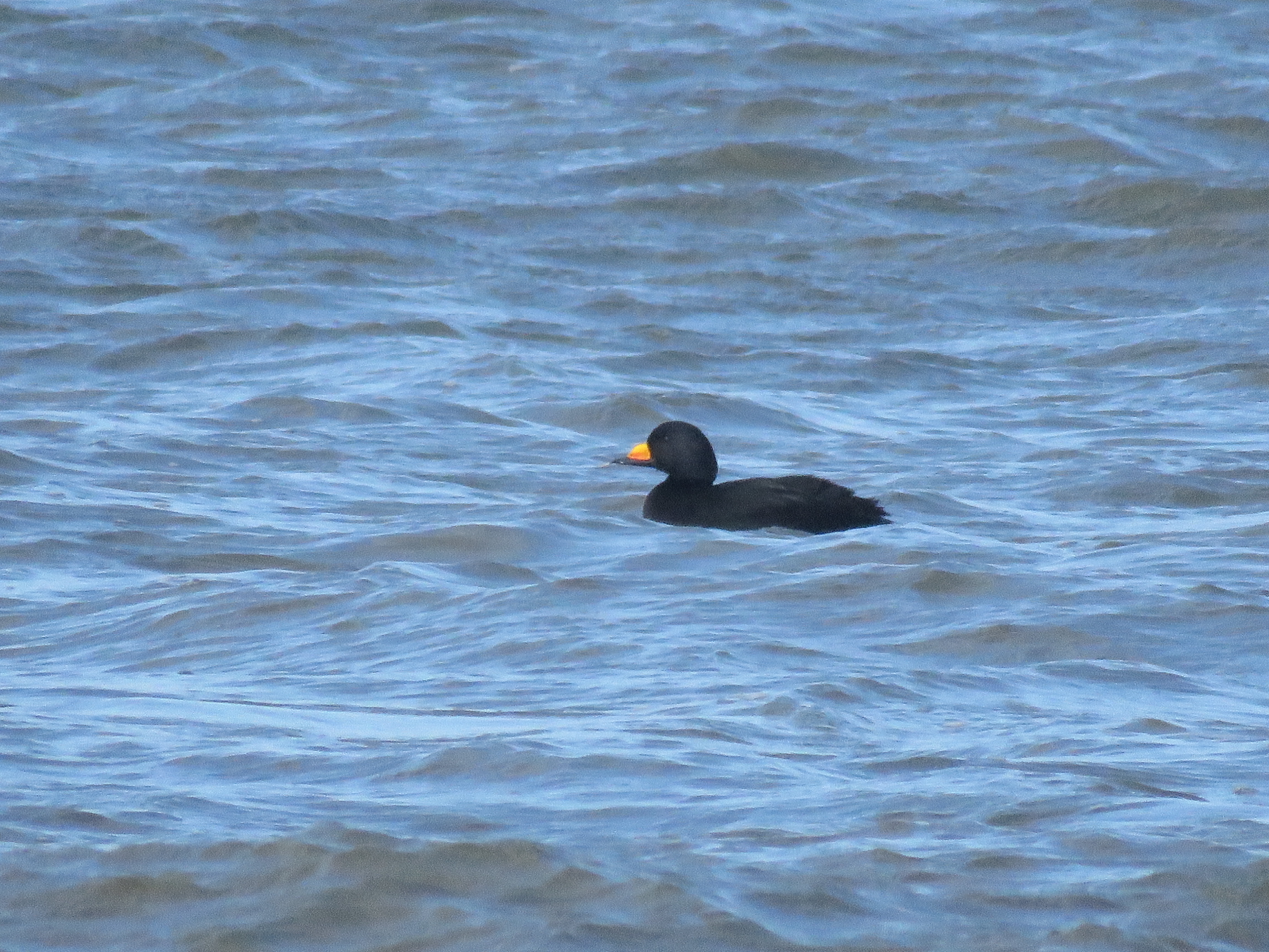 Details : Black Scoter - BirdGuides