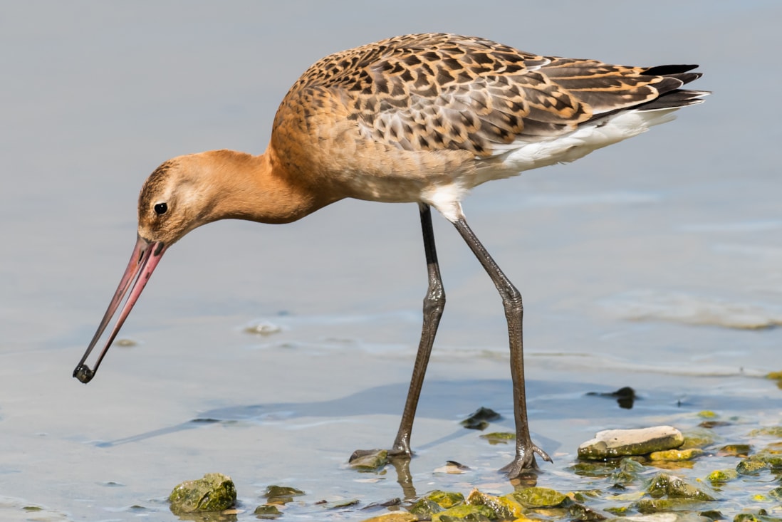 Black-tailed Godwit by J G Snowball - BirdGuides