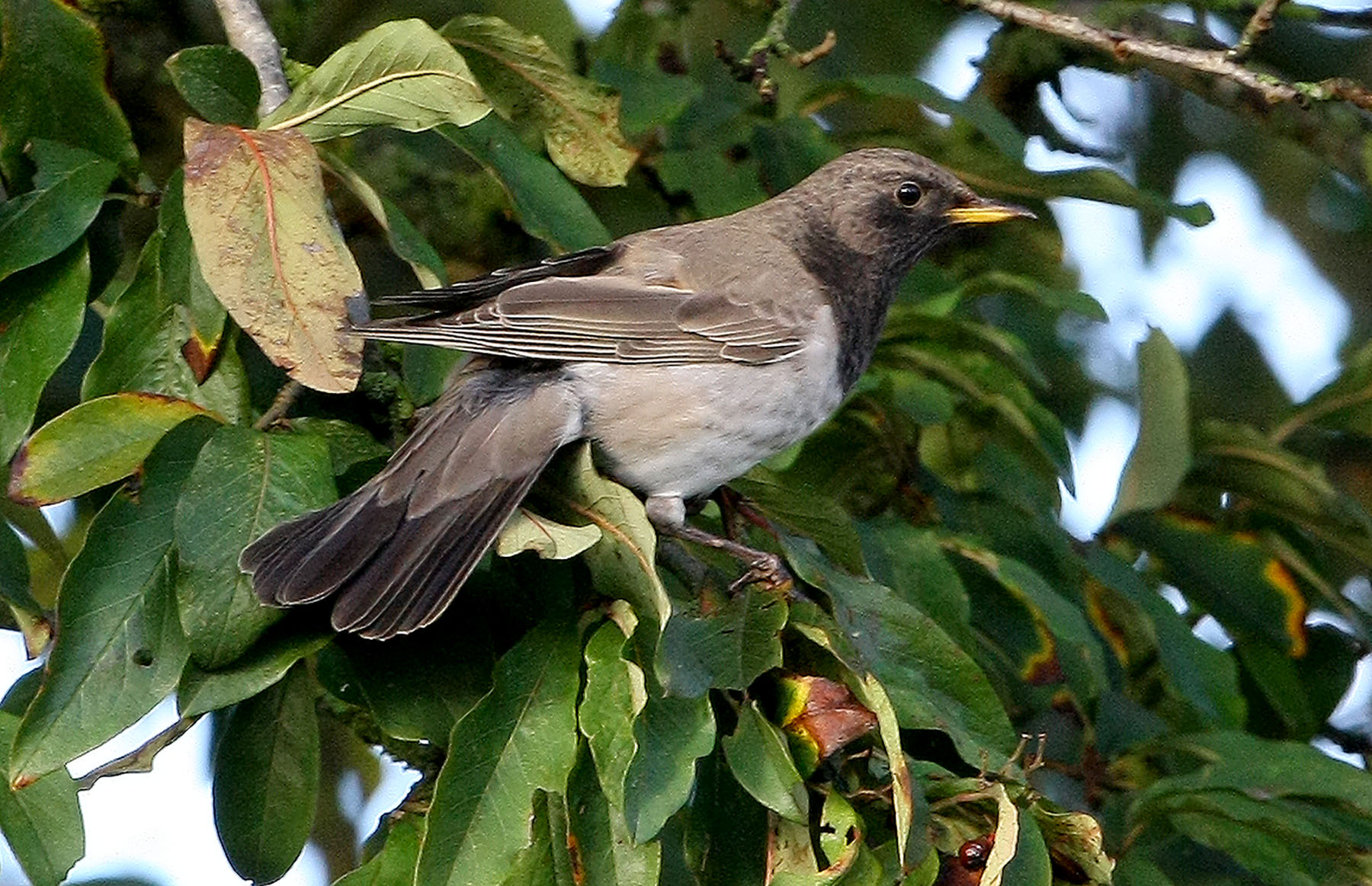 Details : Black-throated Thrush - BirdGuides