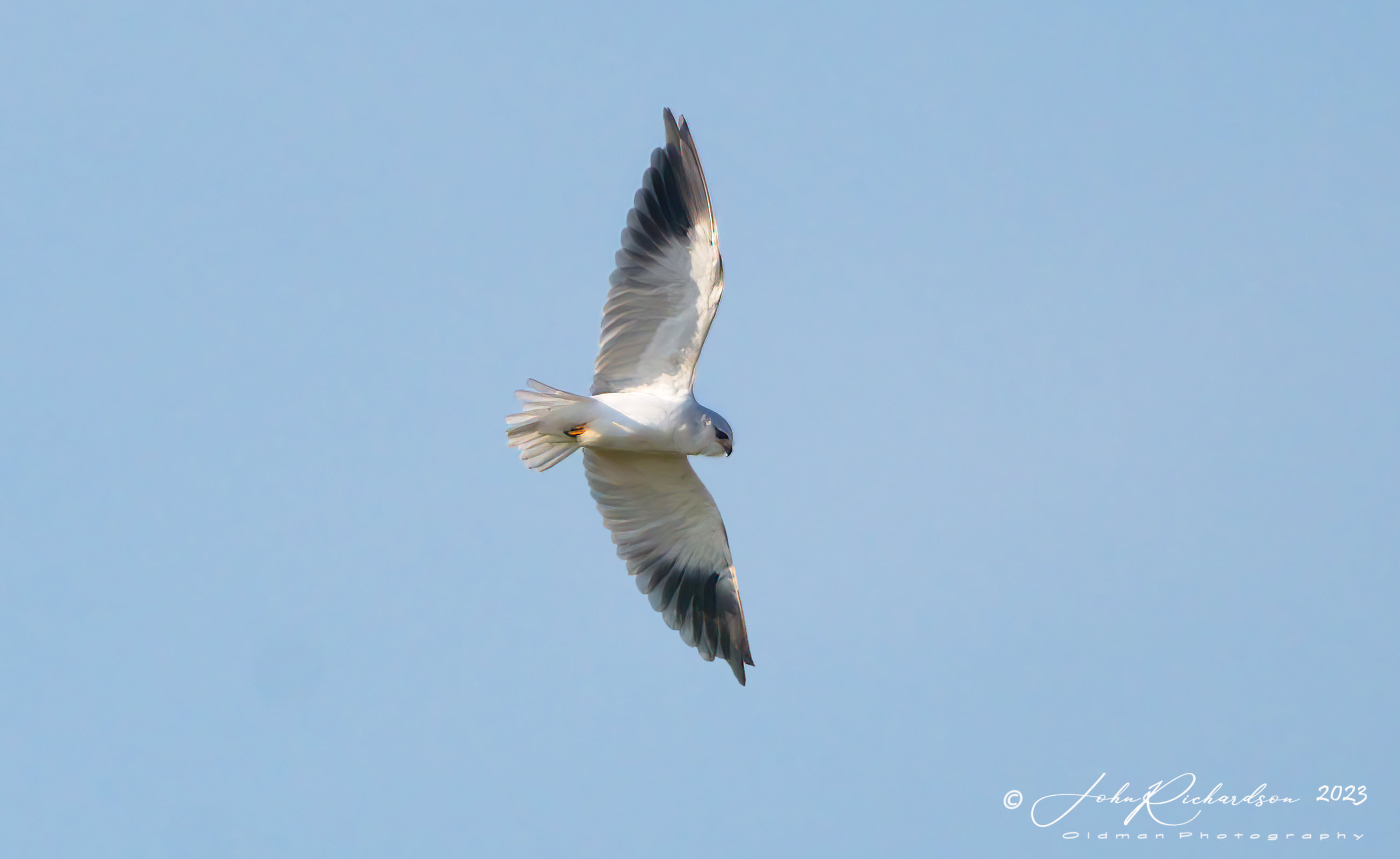 Five species added to British list - BirdGuides