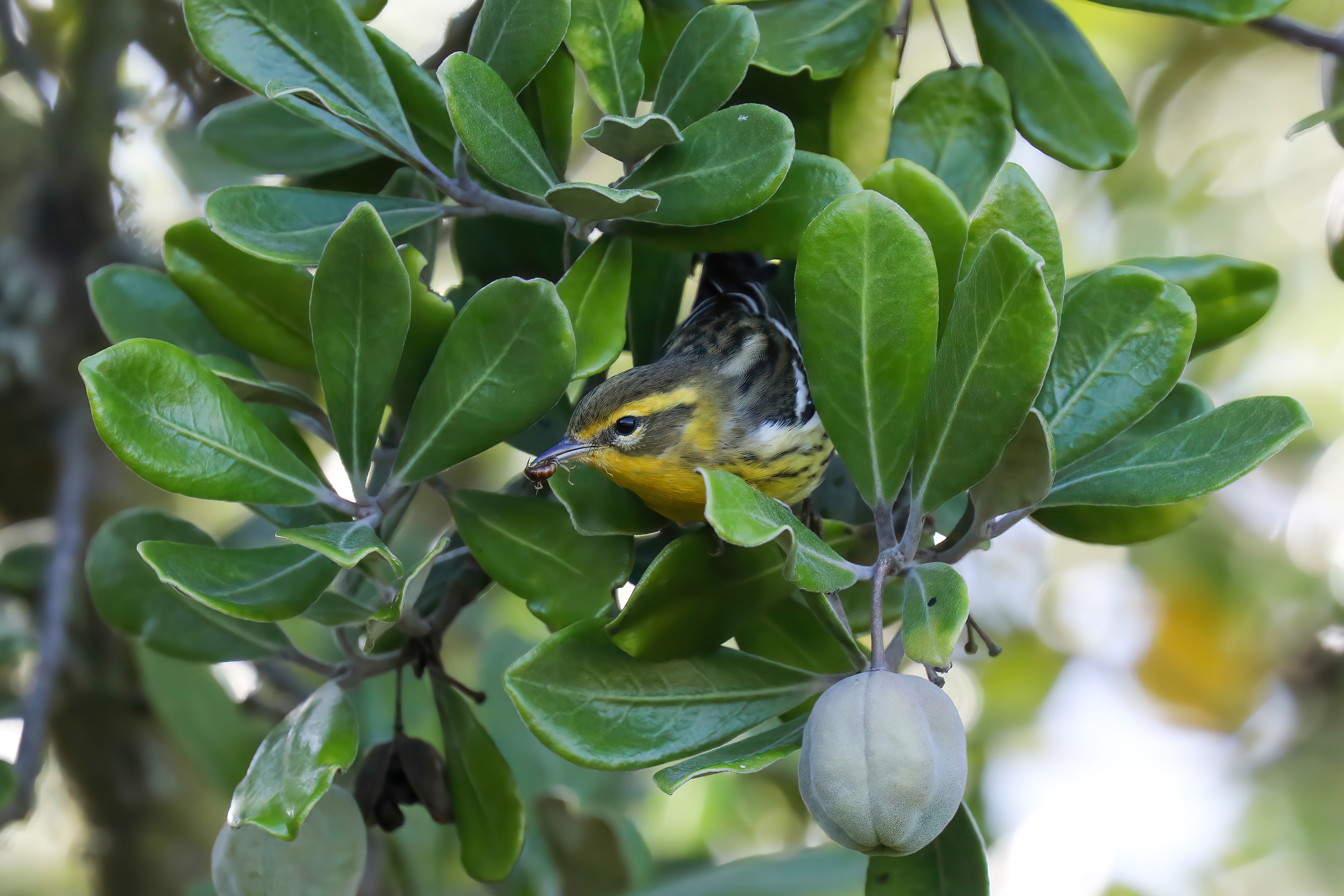 Blackburnian Warbler by Lee Gregory - BirdGuides