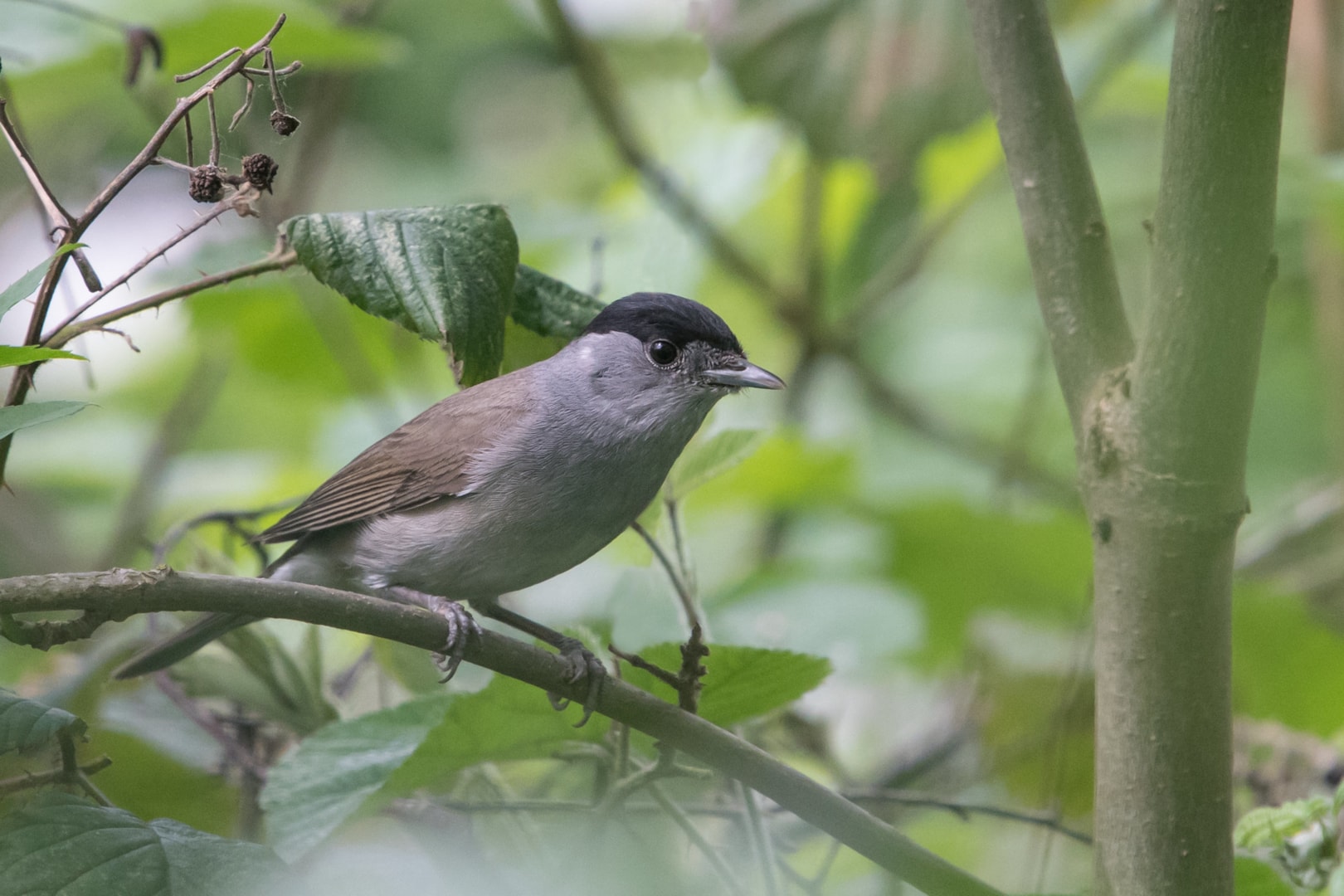Blackcap by Tim Melling - BirdGuides