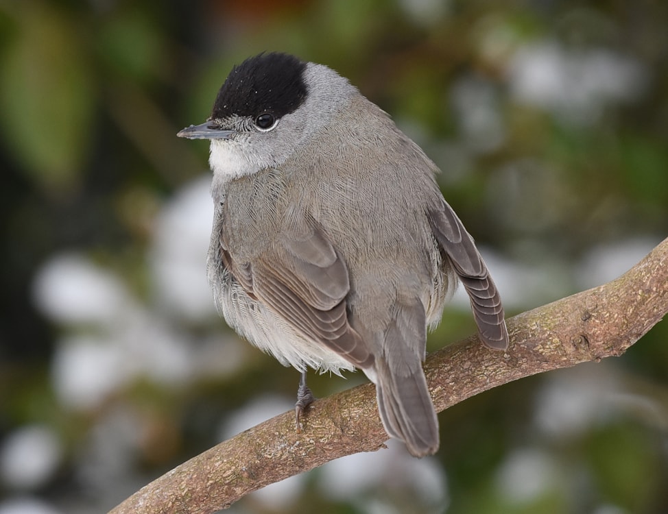 Blackcap by Roger Ridley - BirdGuides