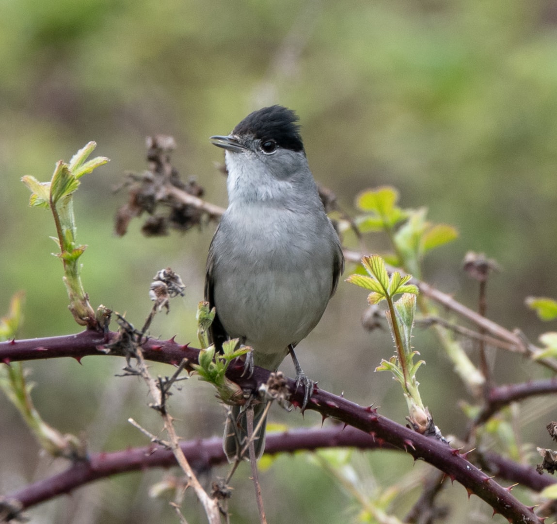 Blackcap by Andy Hall - BirdGuides