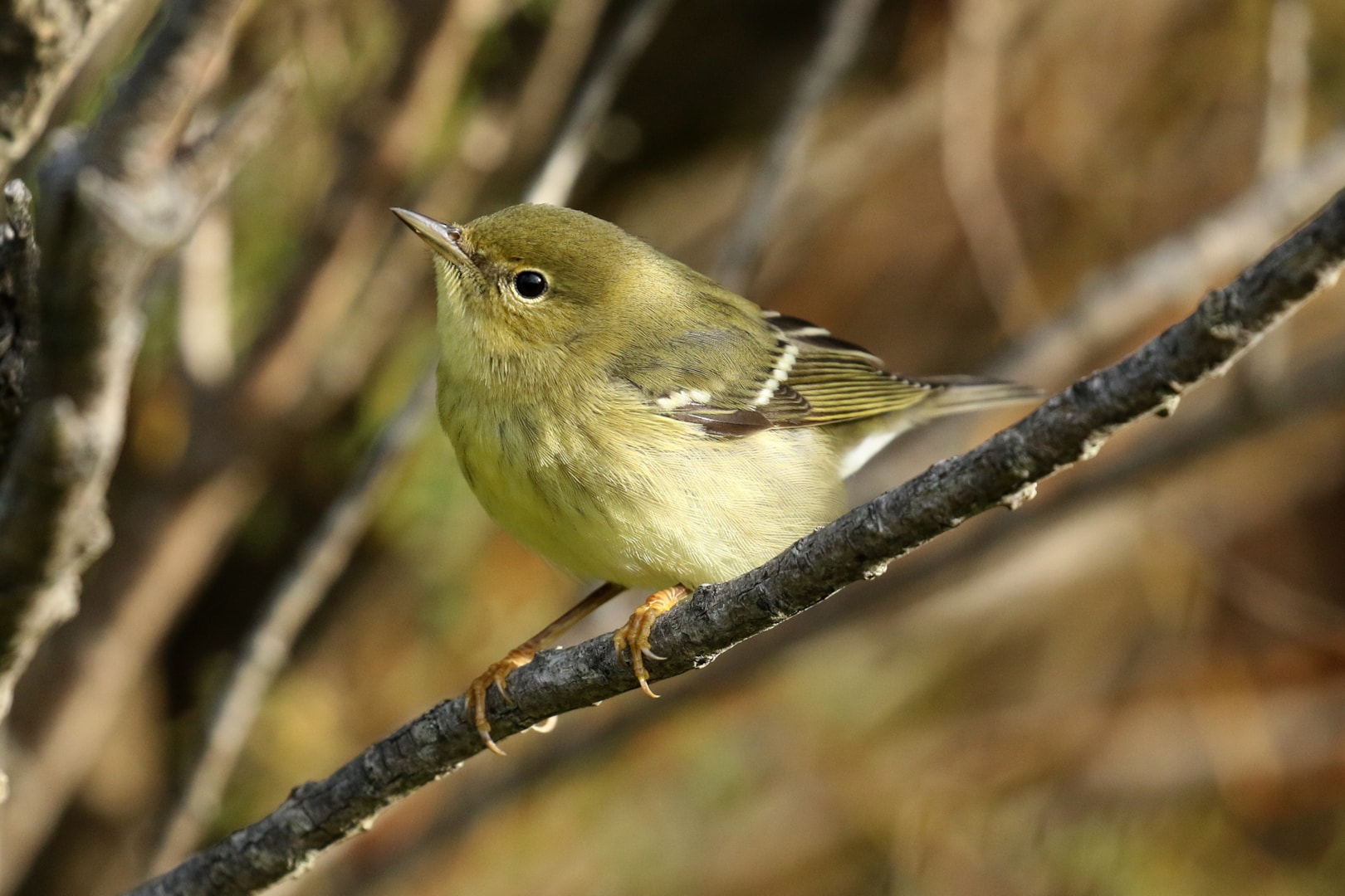 Blackpoll Warbler by Dominic Mitchell - BirdGuides