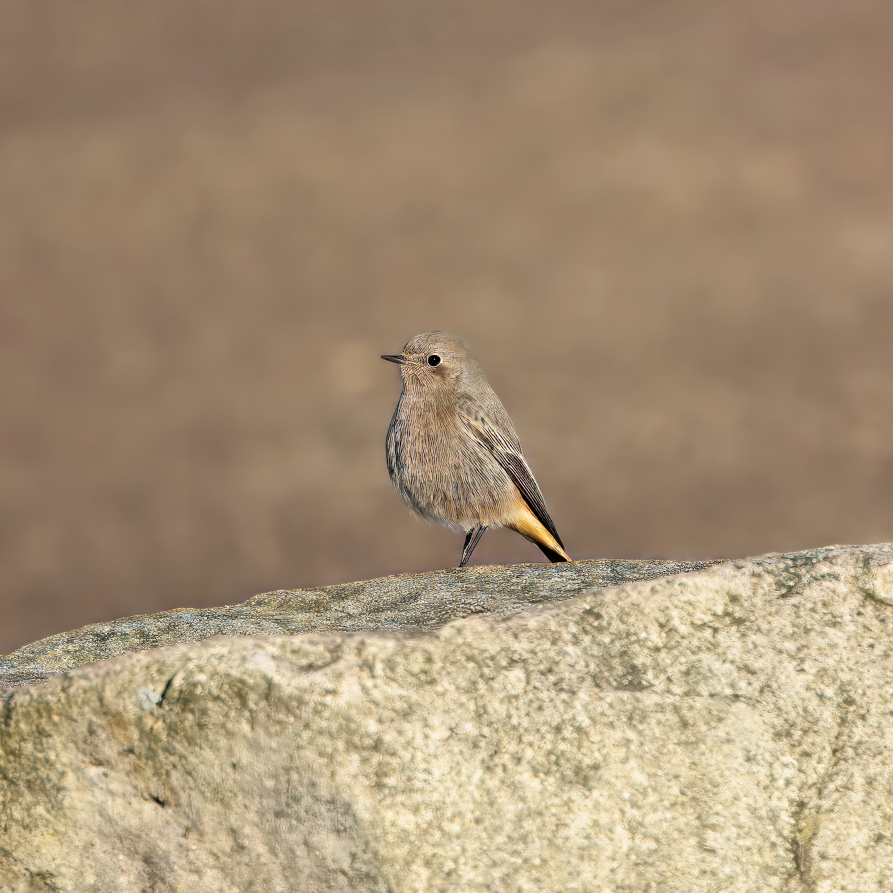 Black Redstart by Iain Johnson - BirdGuides