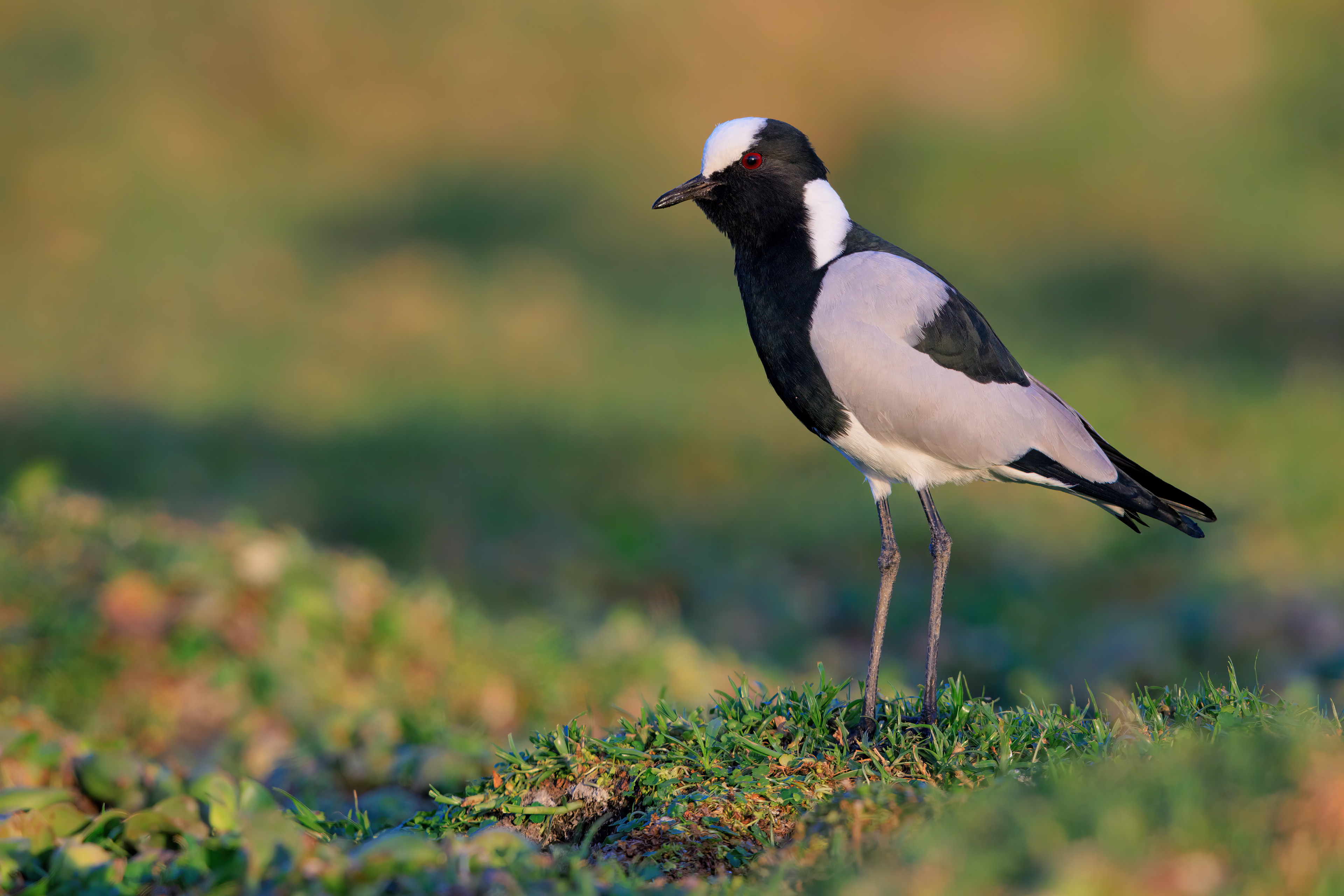 Blacksmith Lapwing by Kit Day - BirdGuides