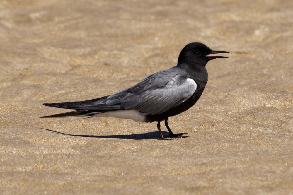American Black Tern summers in Northumberland - BirdGuides