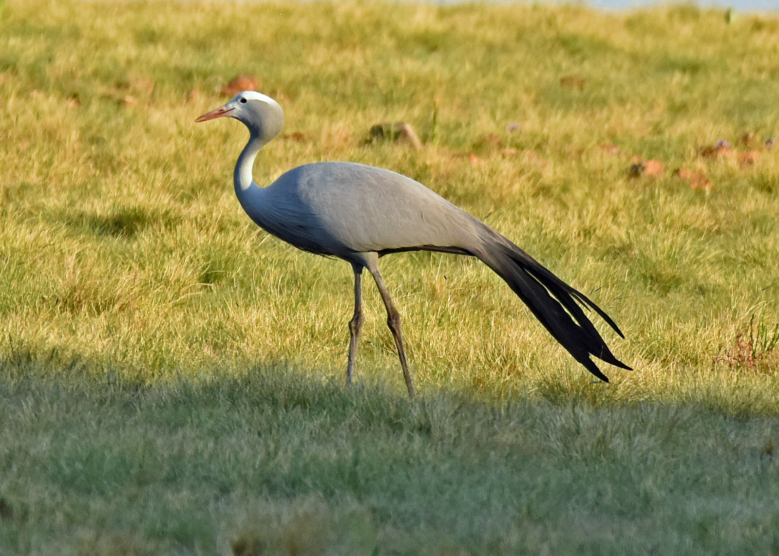 Details : Blue Crane - BirdGuides