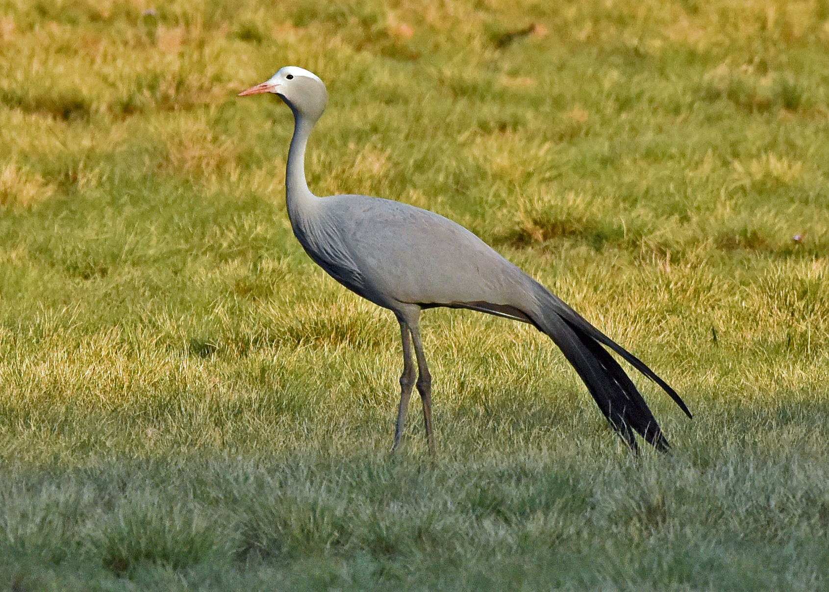 Details : Blue Crane - BirdGuides