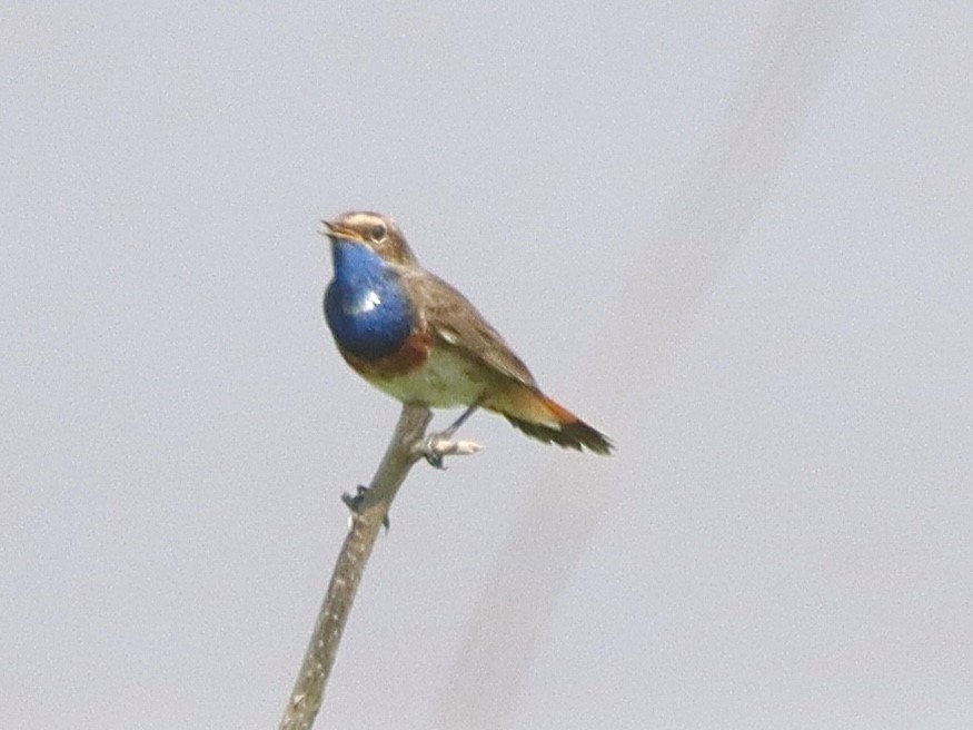White-spotted Bluethroat by Marc Andrew Hunt - BirdGuides
