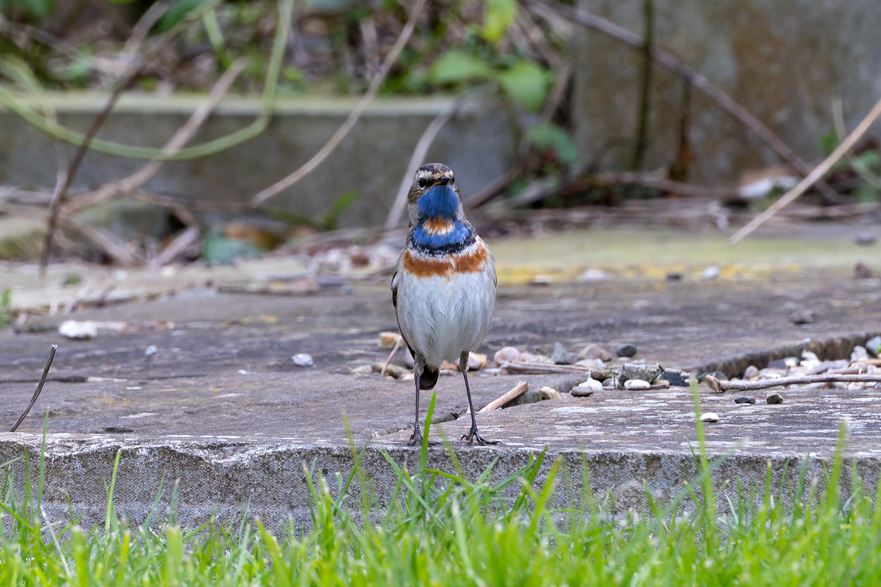 Red-spotted Bluethroat by Tom Tams - BirdGuides