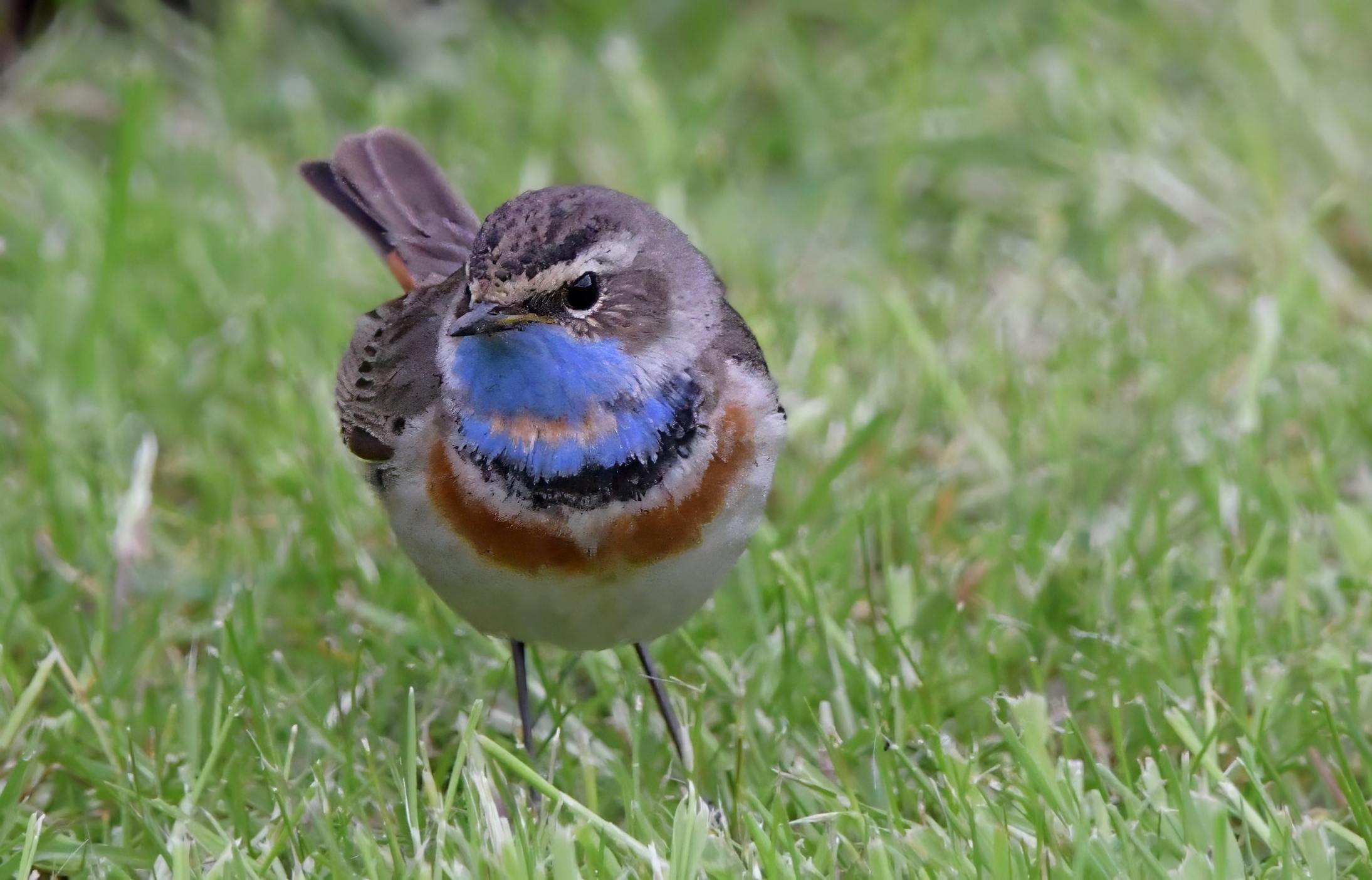 Red-spotted Bluethroat by Morgan Stephenson - BirdGuides