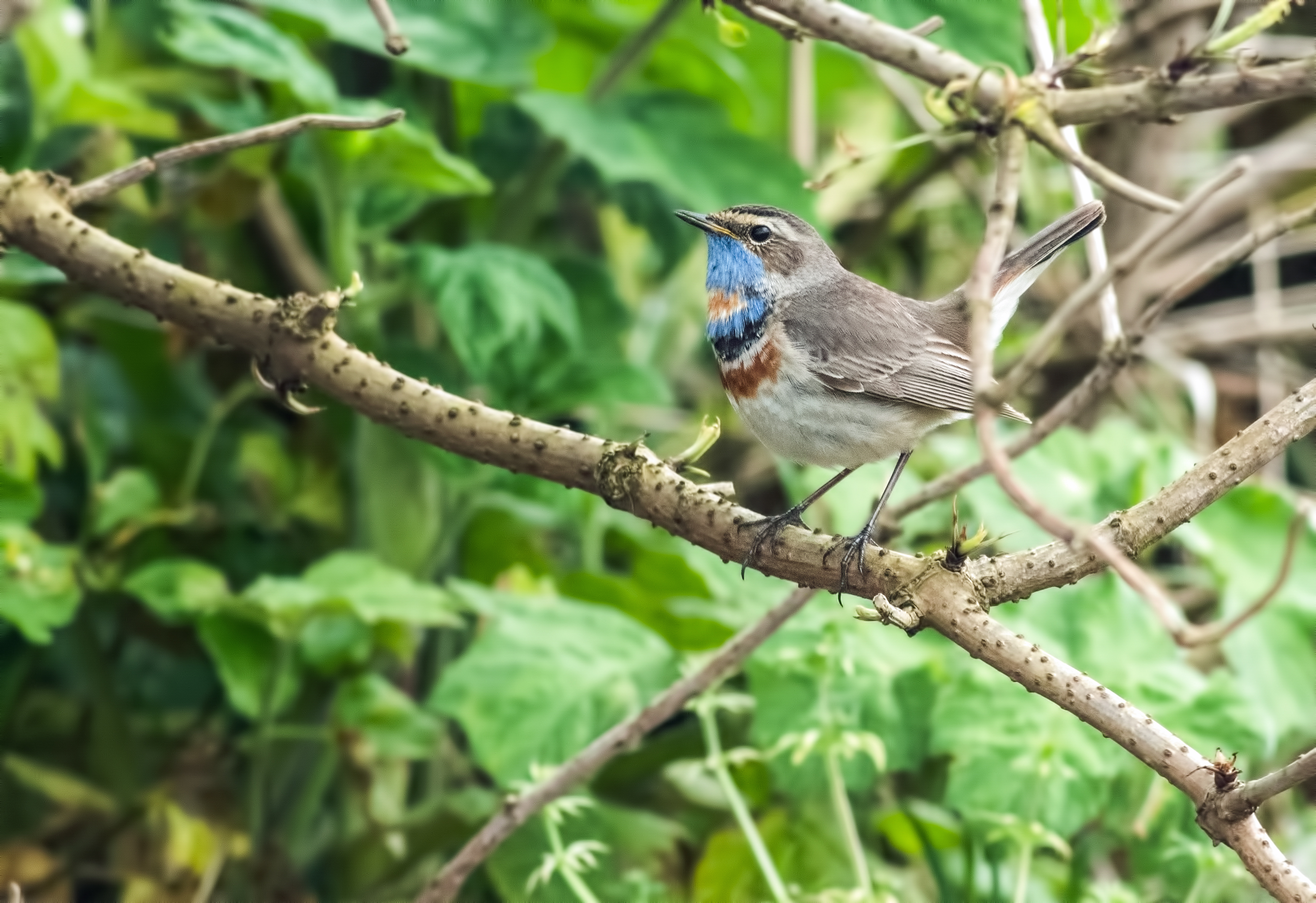 Red-spotted Bluethroat by Jack Bucknall - BirdGuides