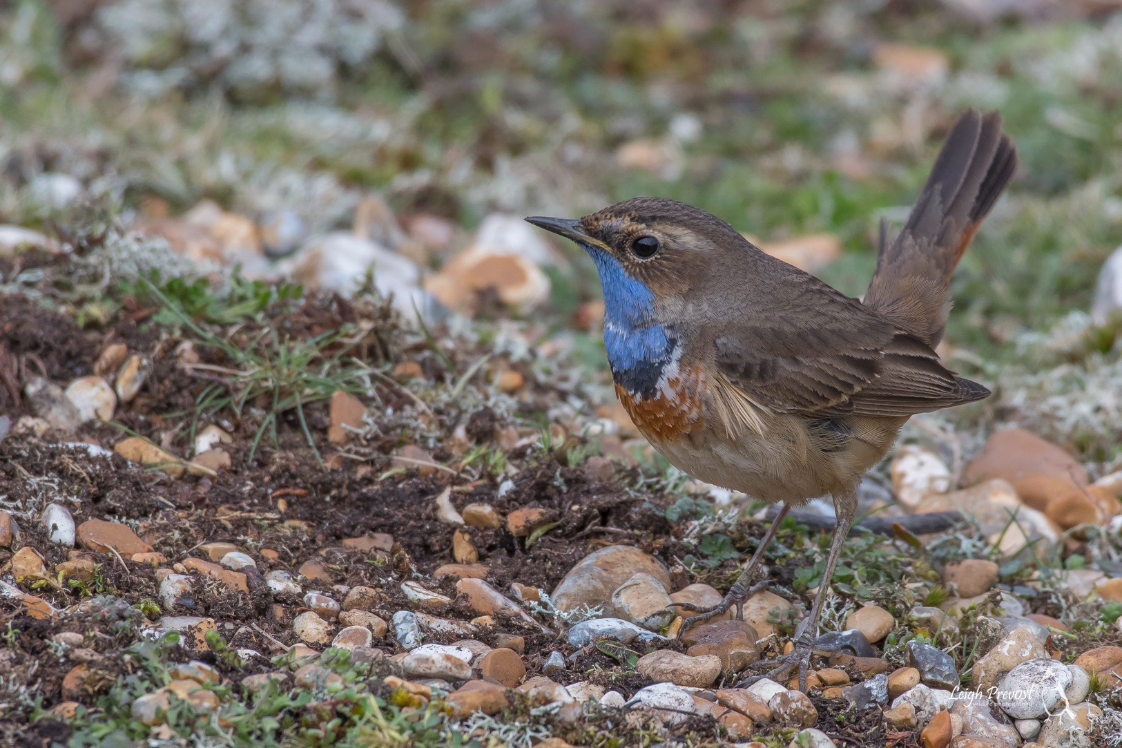 White-spotted Bluethroat by Leigh Prevost - BirdGuides