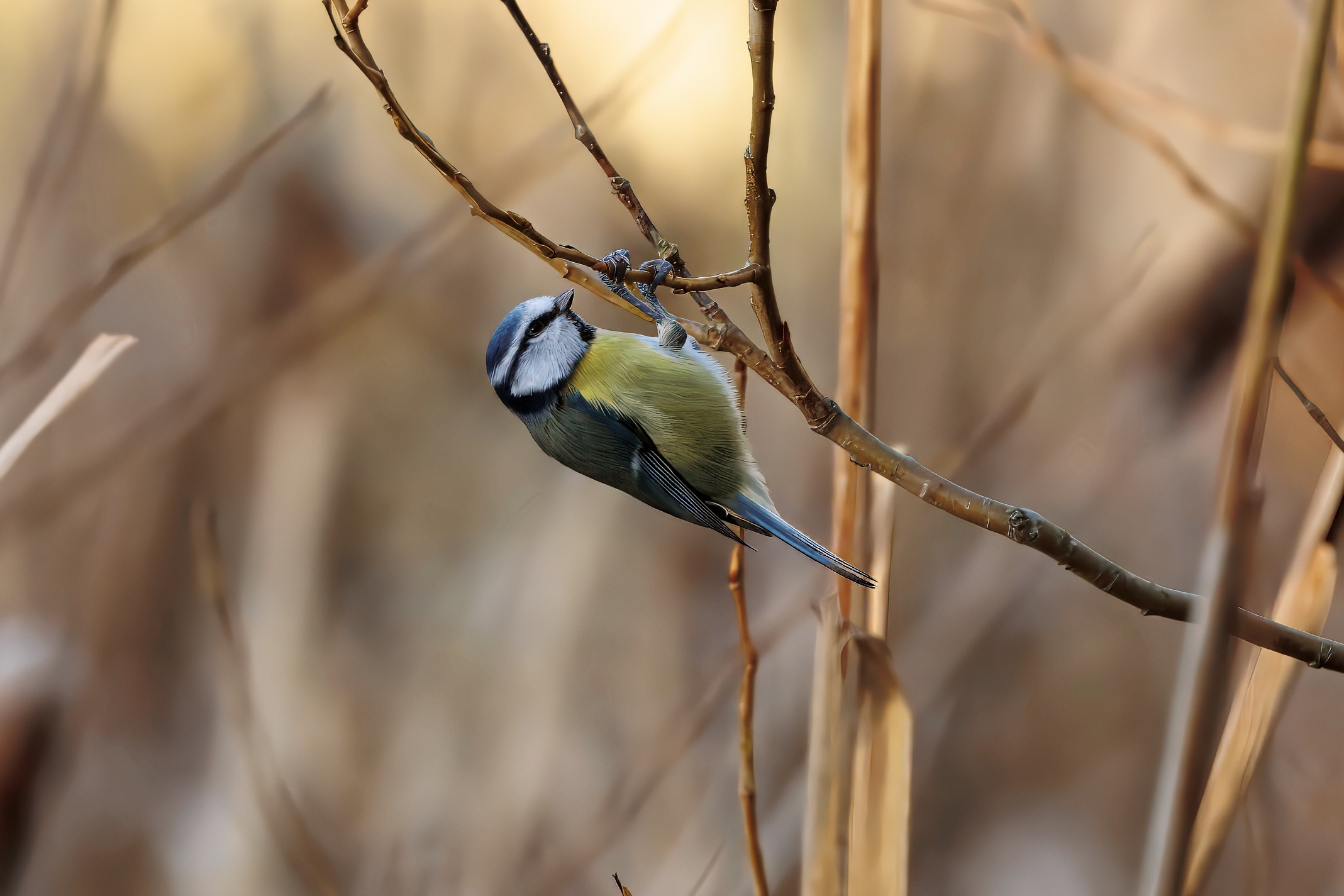 Blue Tit by Iain Johnson - BirdGuides