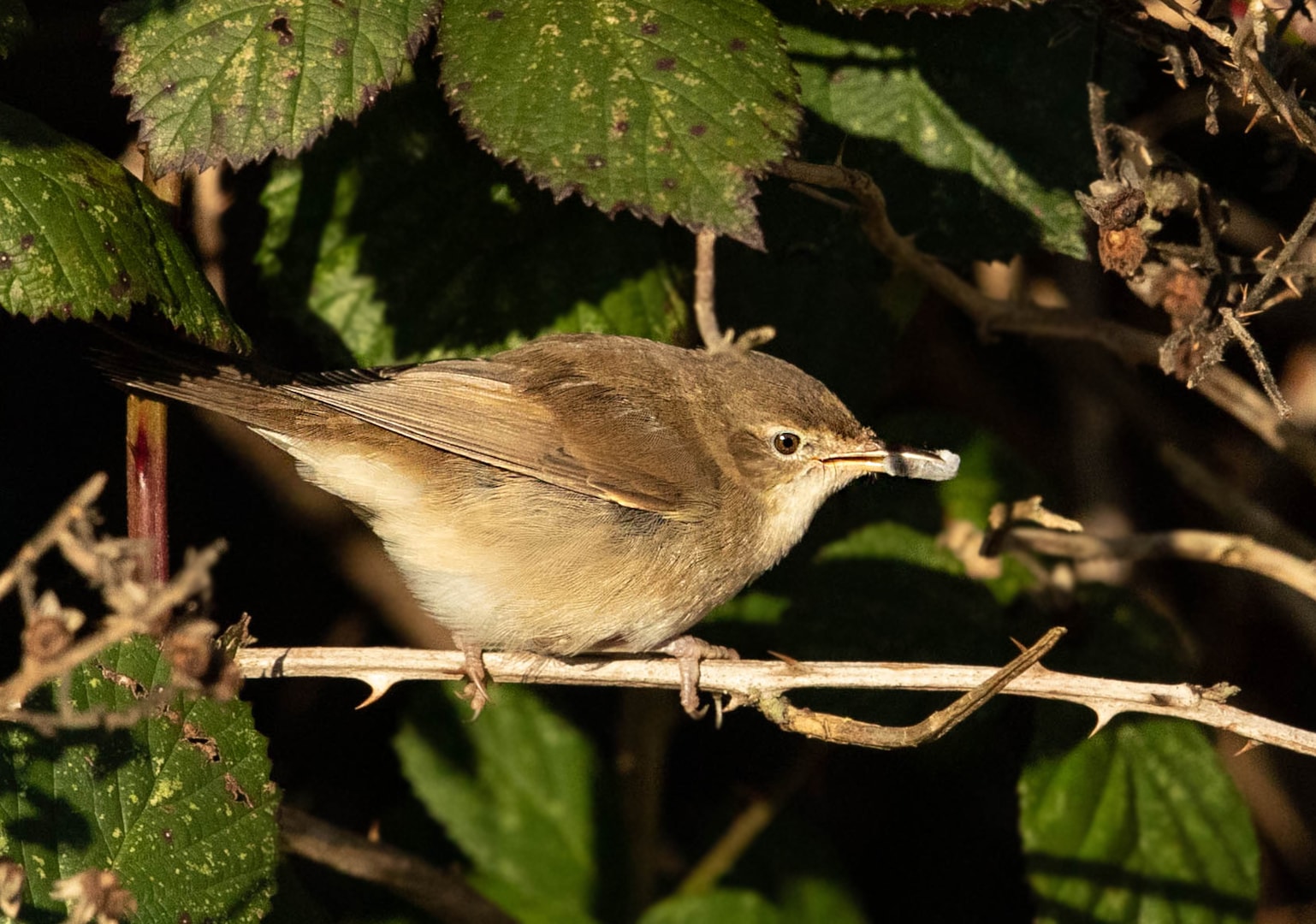 Blyth's Reed Warbler by David Shallcross - BirdGuides