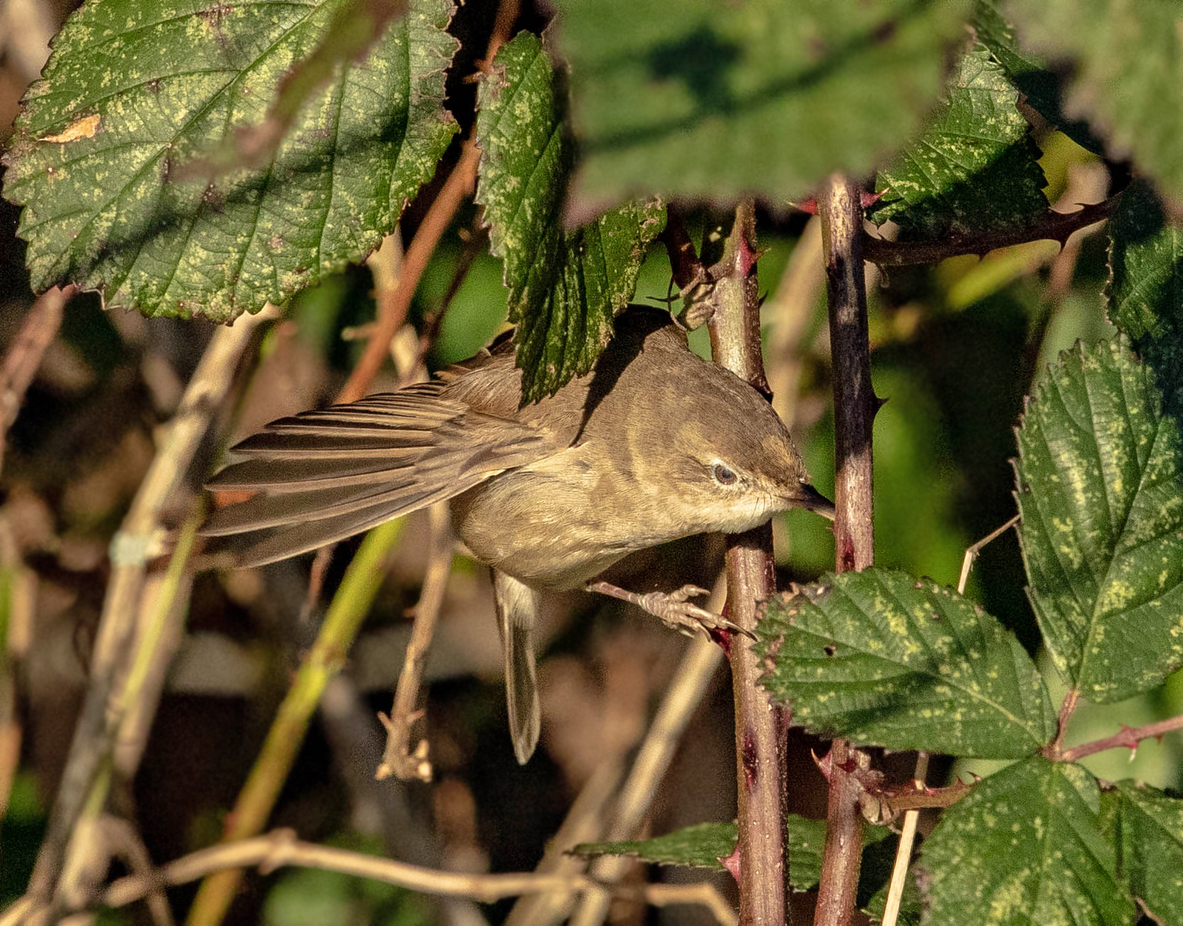 Blyth's Reed Warbler by David Shallcross - BirdGuides