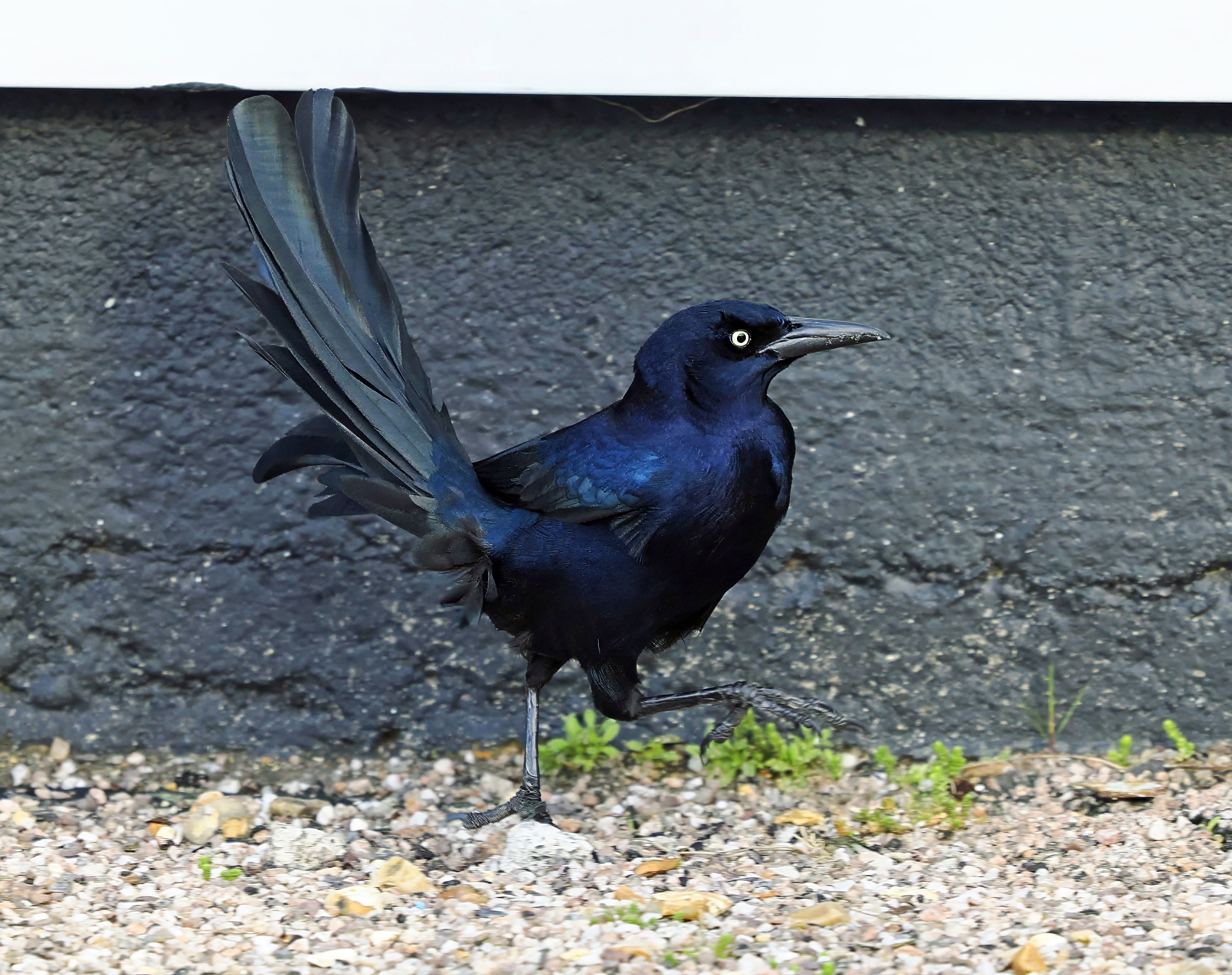 Great-tailed Grackle by Mark Joy - BirdGuides