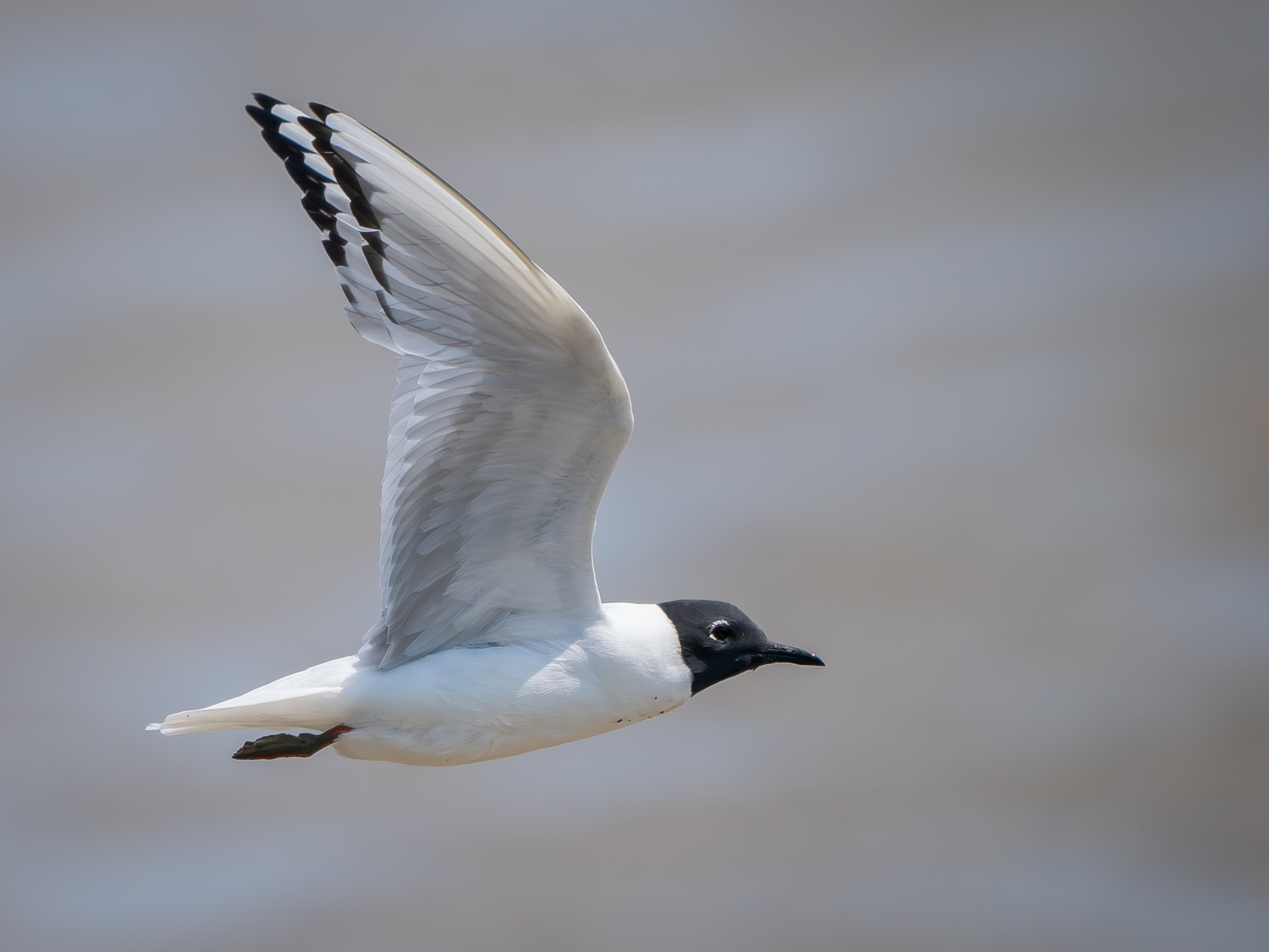 Sighting Report - BirdGuides