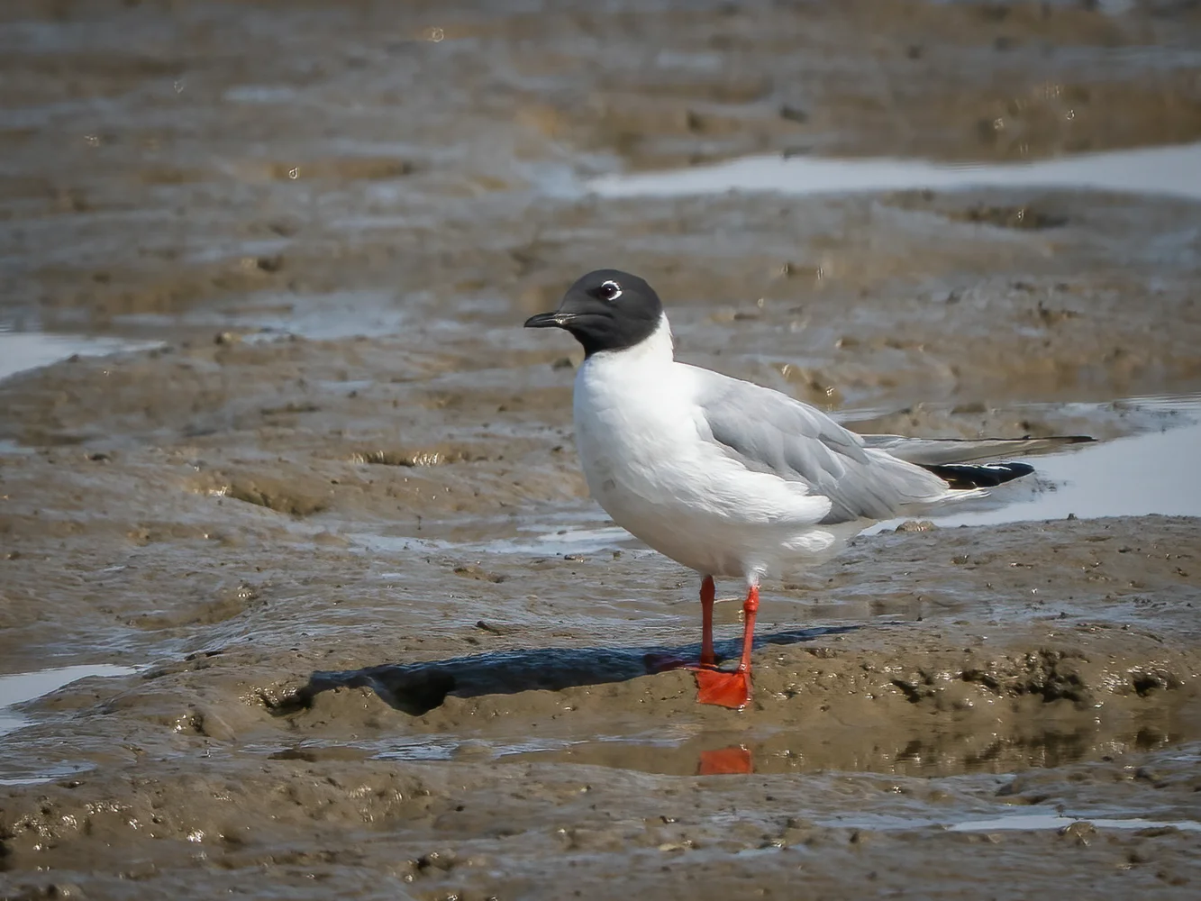 Sighting Report - BirdGuides