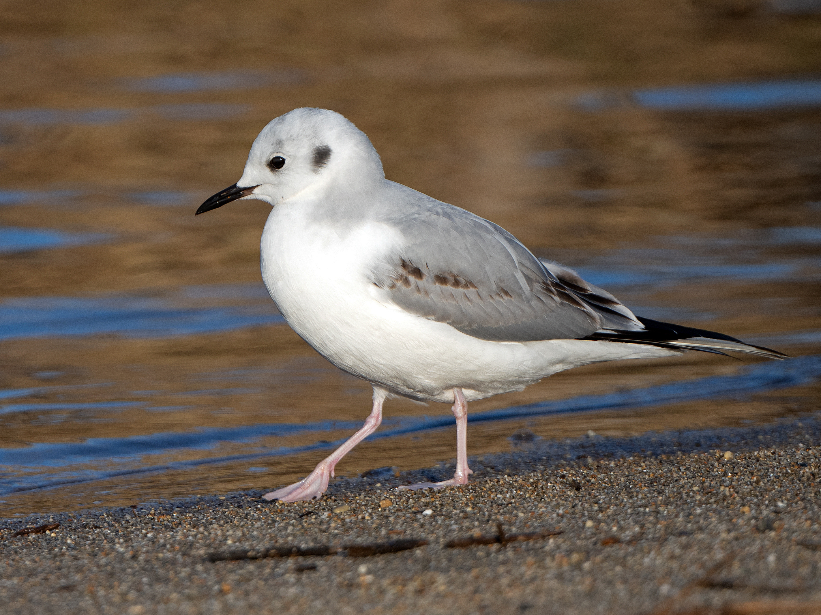 Bonaparte's Gull by Alex Mckechnie - BirdGuides