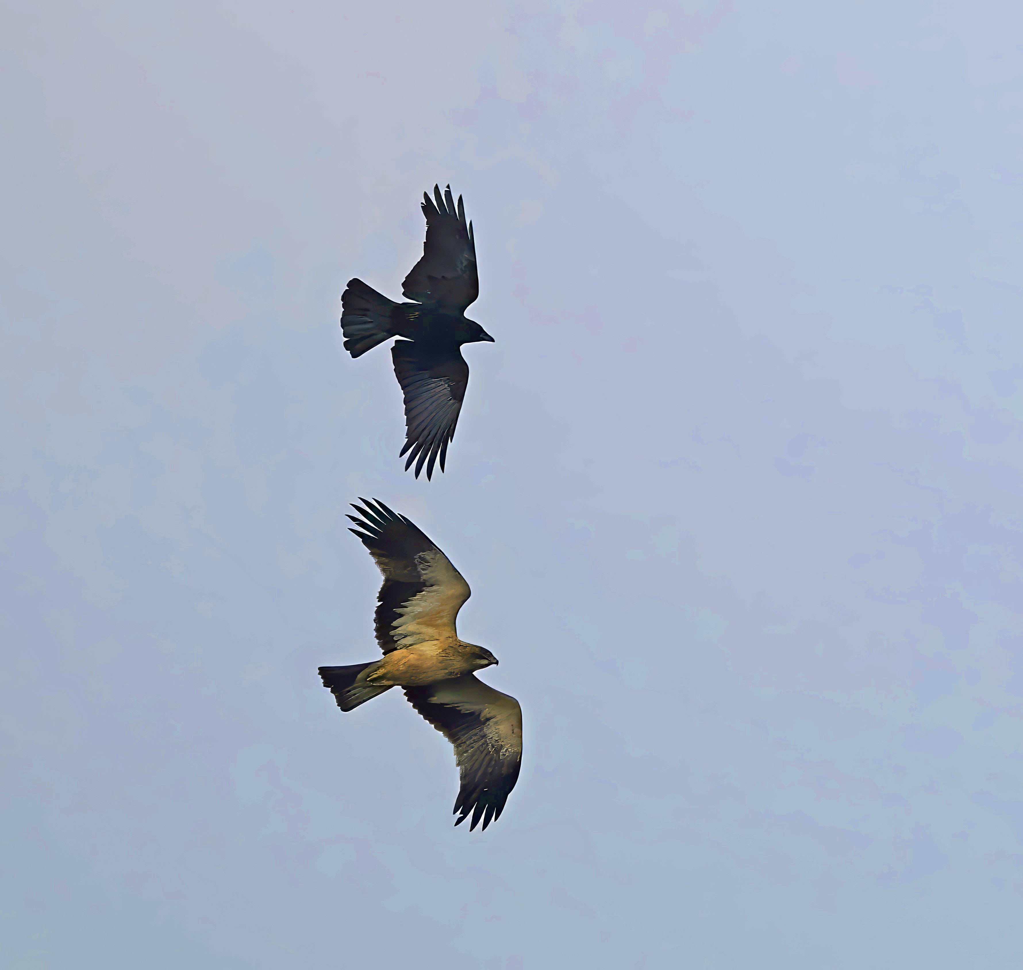 Birdwatching Sites in Cornwall - BirdGuides